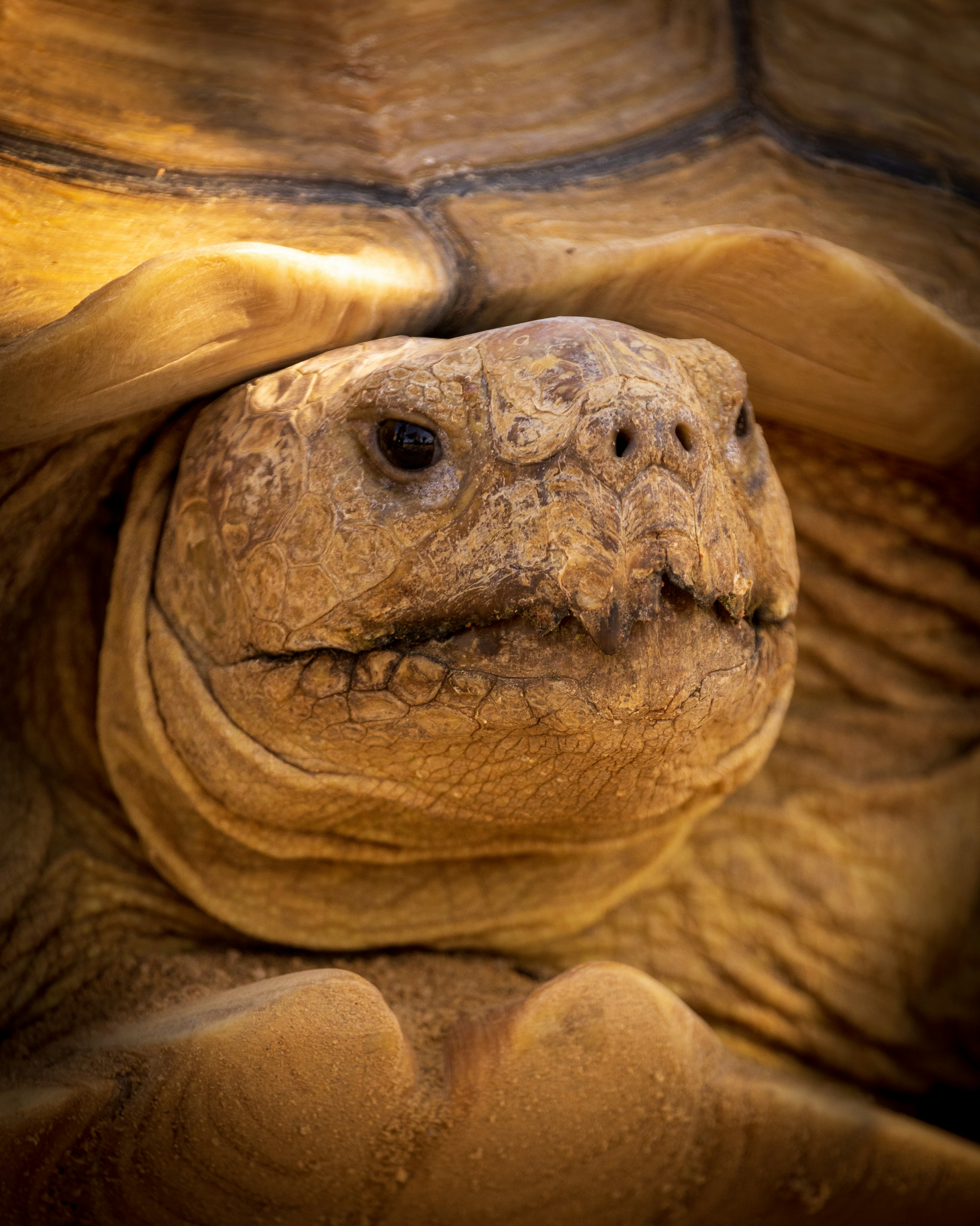 Close-Up of a Tortoise a Calm Gaze Beneath an Ancient Carapace