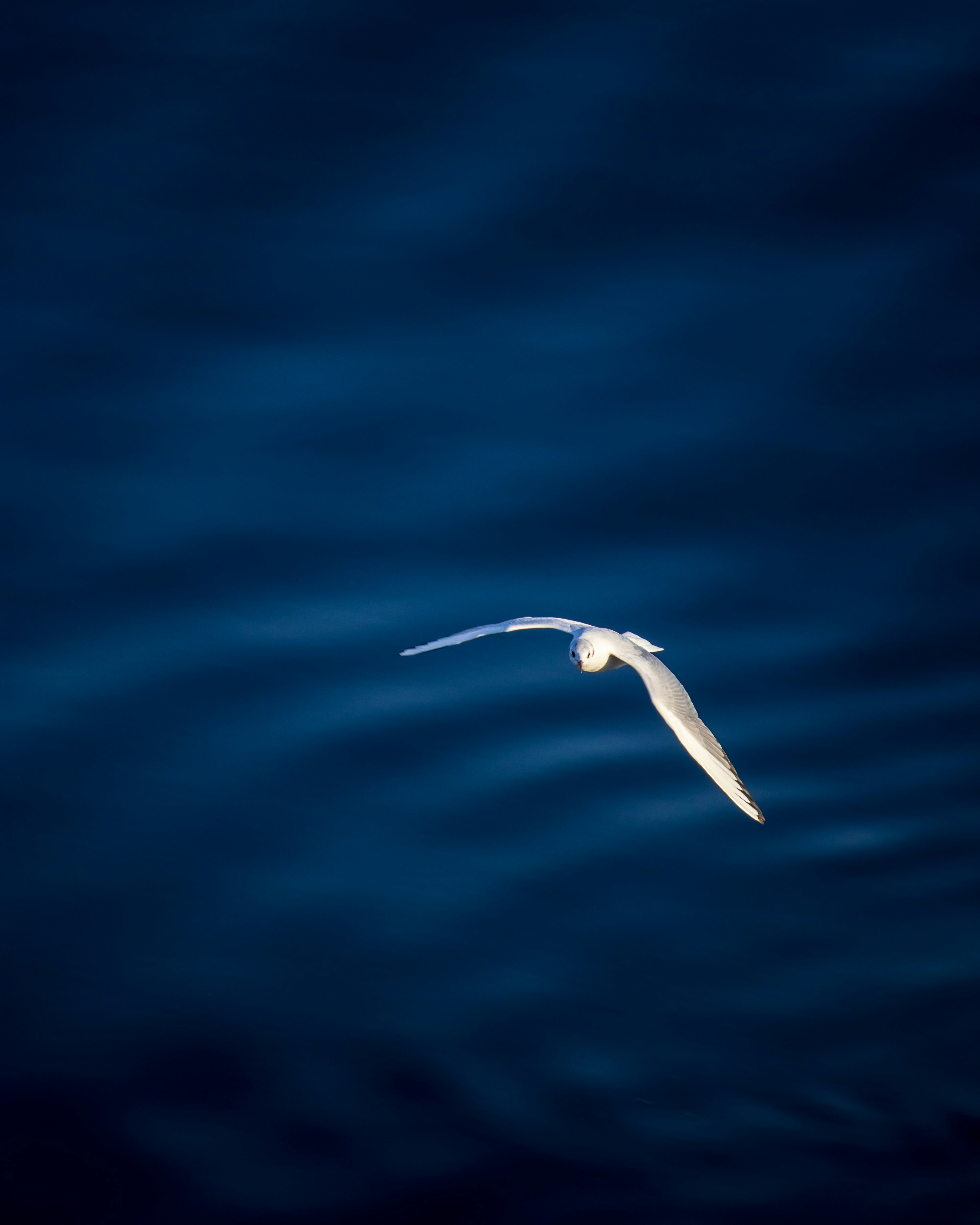 White bird flying over blue water photo – Free Wildlife Image on Unsplash