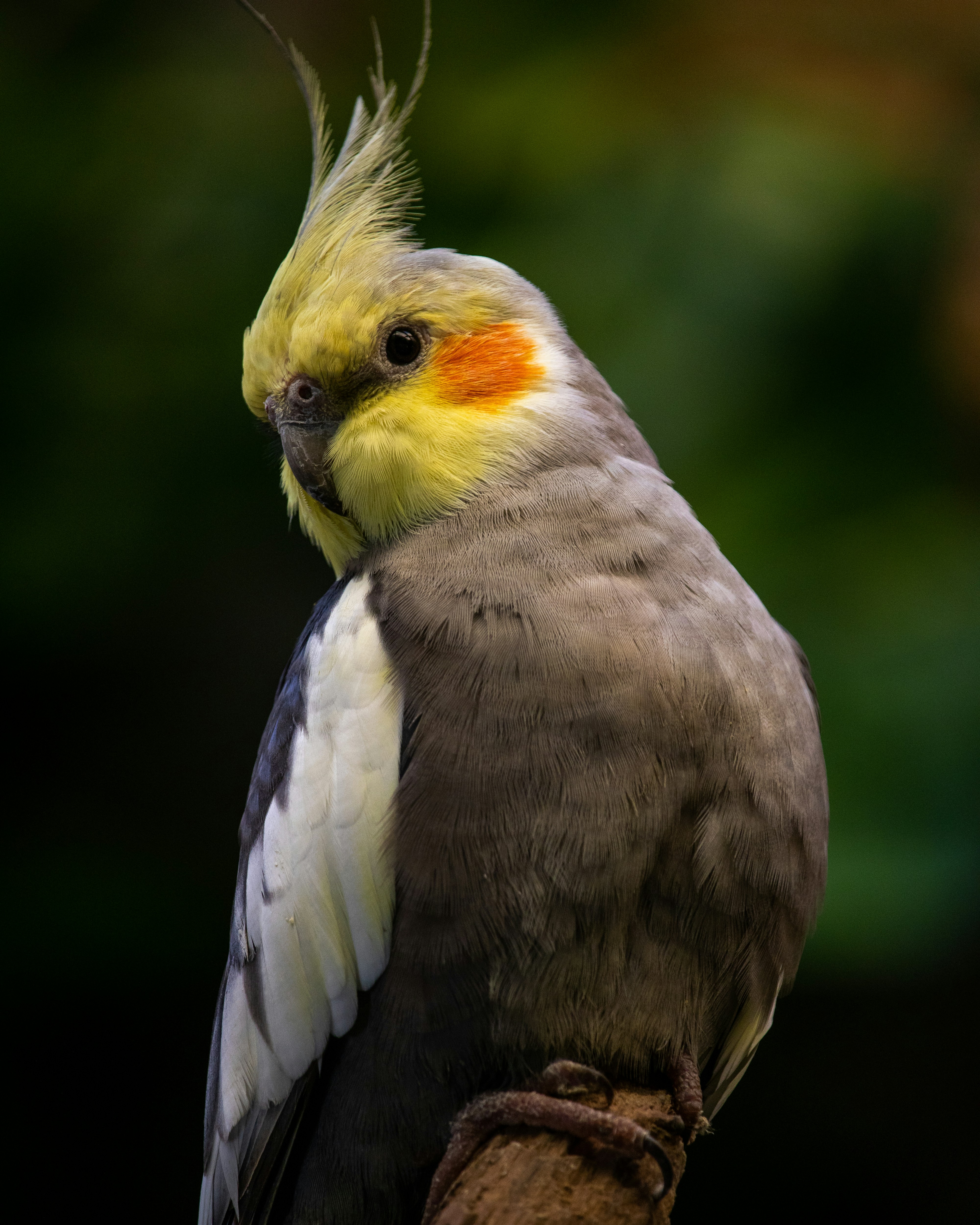 Close-up of a cockatiel with a distinctive crest and vibrant facial markings against a blurred green background.