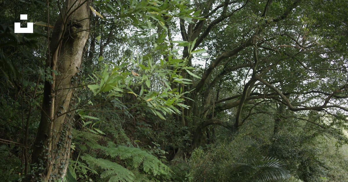 茶色の木の幹に緑の葉の写真 Unsplashの無料植生写真