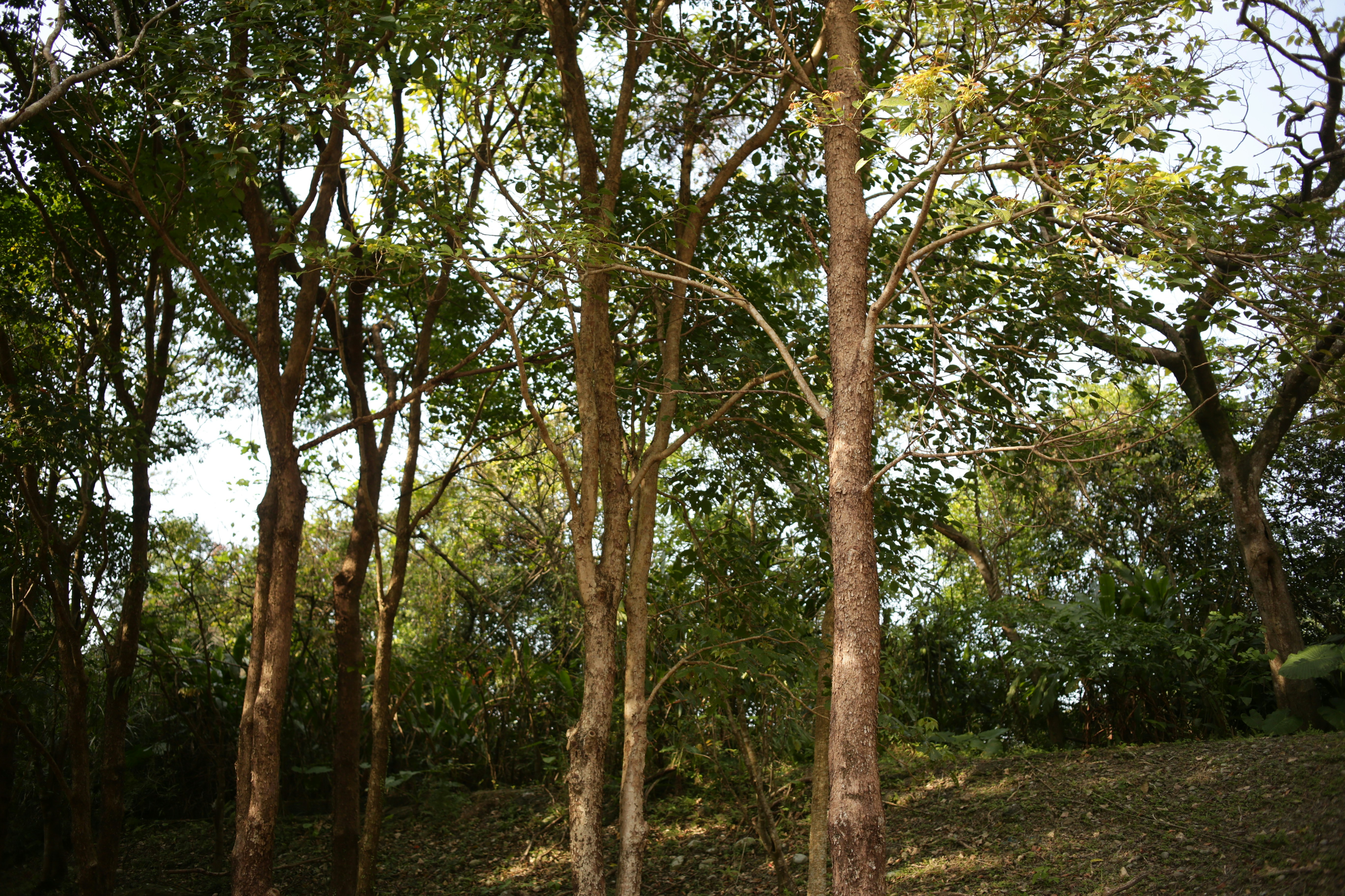 Green and brown trees during daytime photo – Free Single tree Image on ...