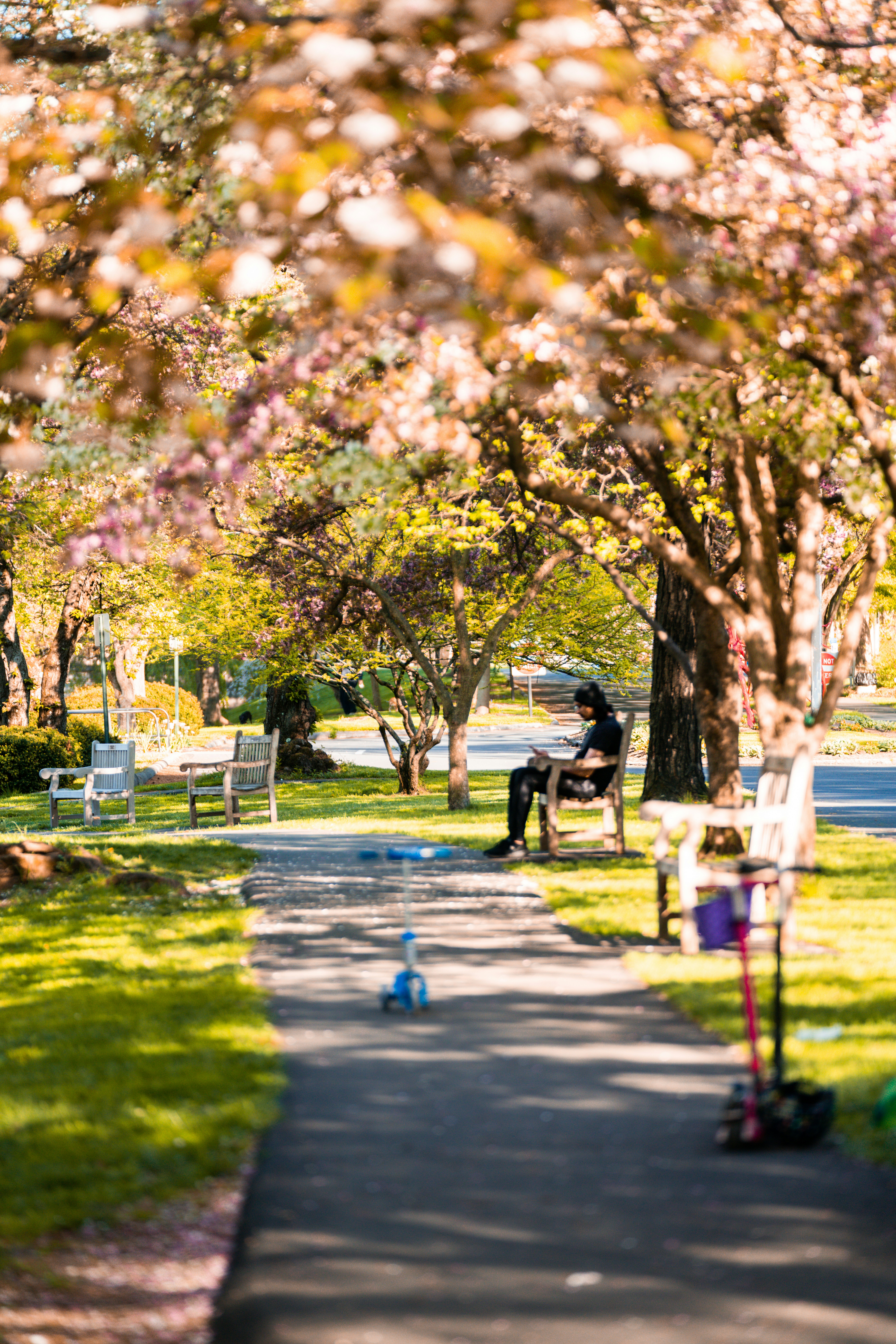 Canopy of Spring: A Quiet Bench Moment Along the Blooming Park Path