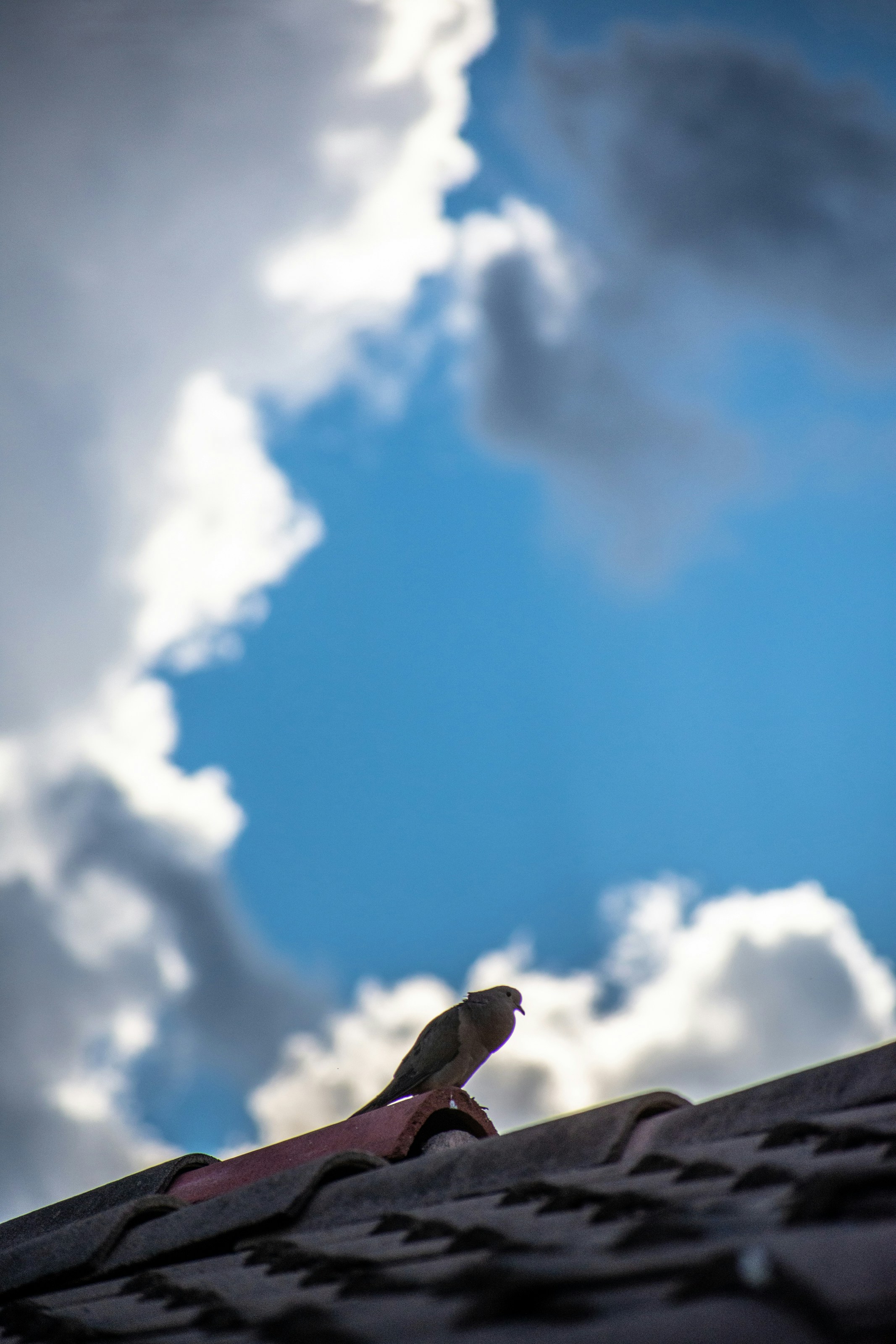Perched Sparrow on a Terracotta Tile Roof Under a Sky of Clouds