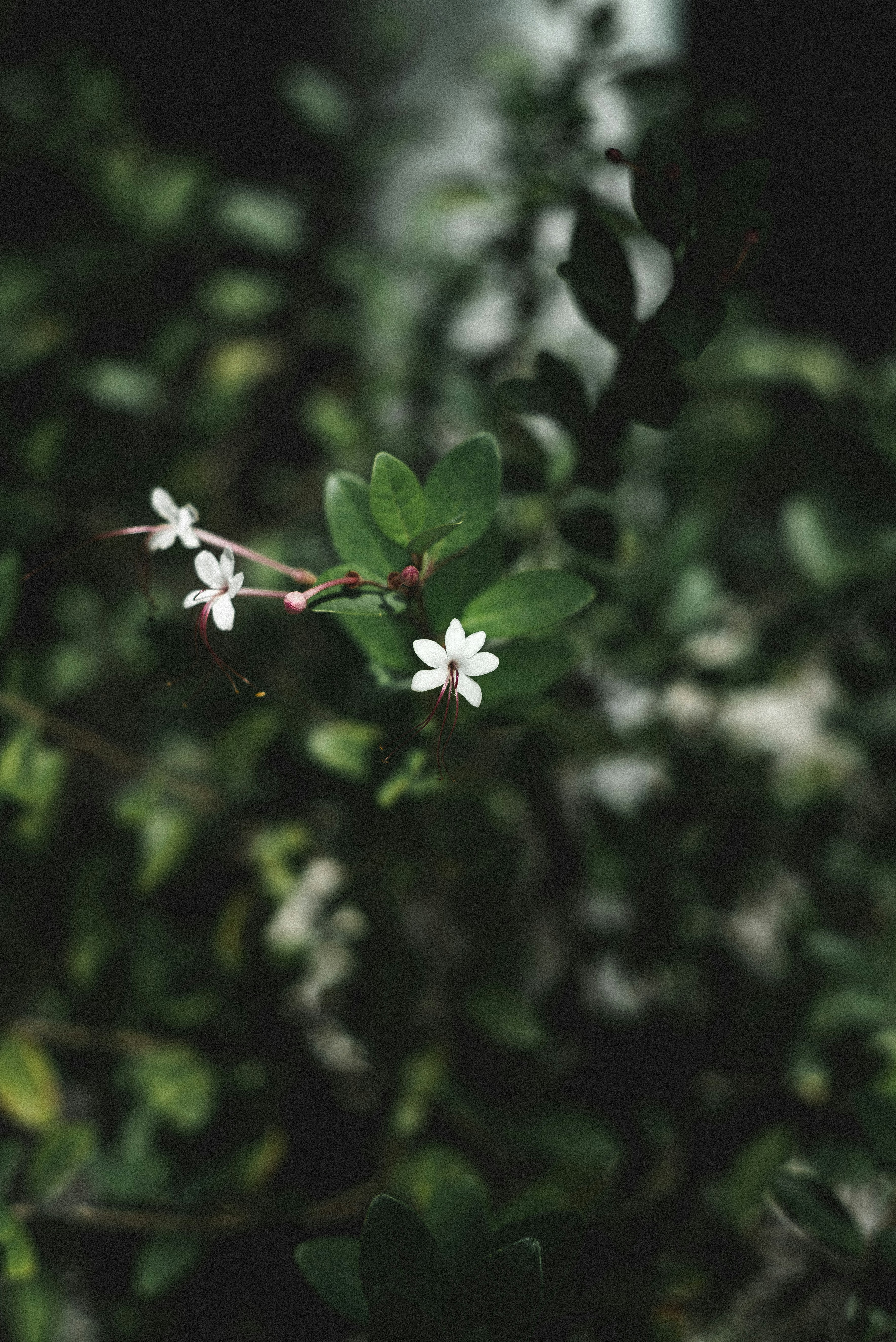 Delicate white flowers emerge among lush green foliage, creating a serene natural composition. The subtle interplay of light and shadow enhances the botanical beauty.