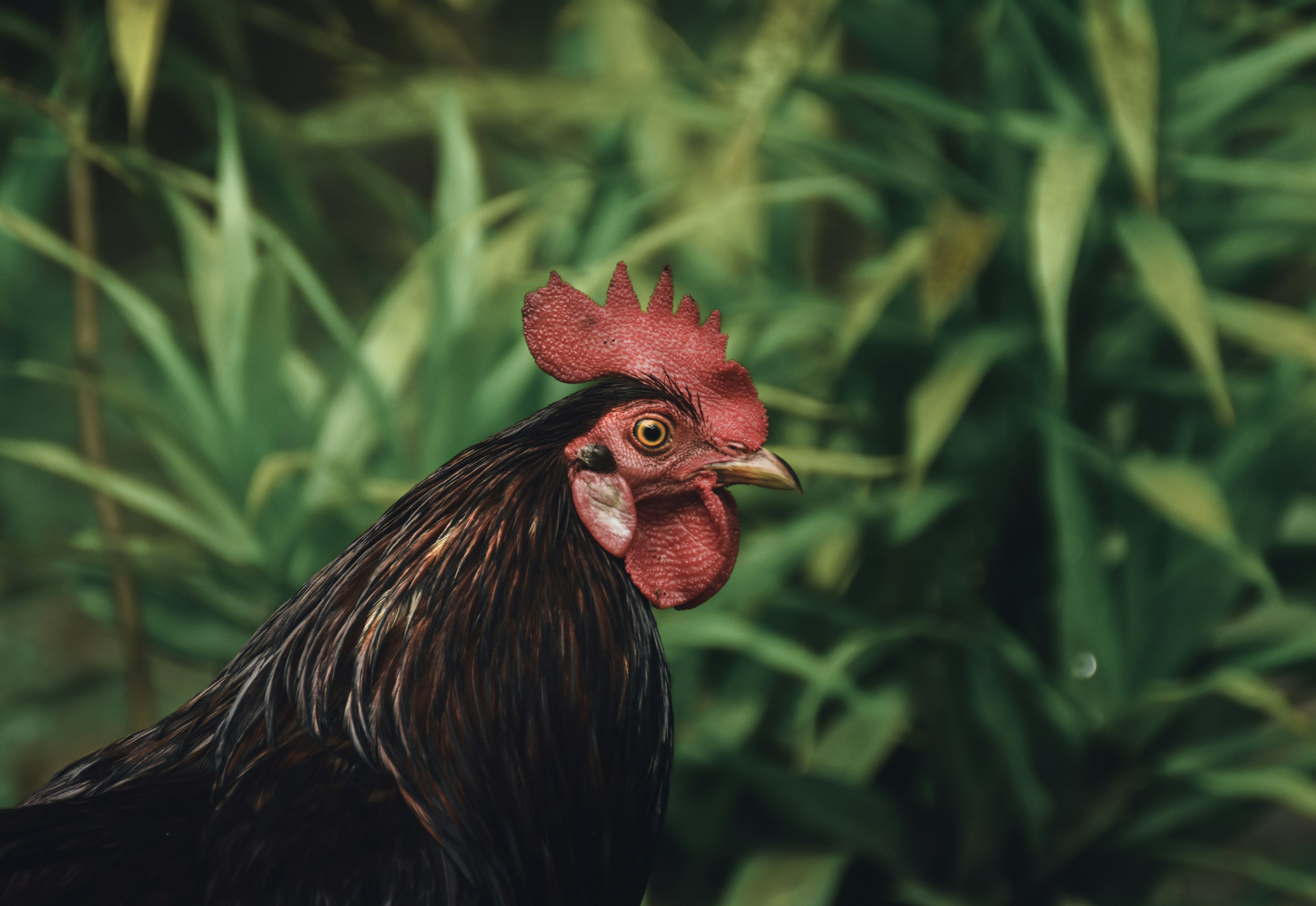 Crimson Crest in a Verdant Frame: Close-Up Rooster Portrait