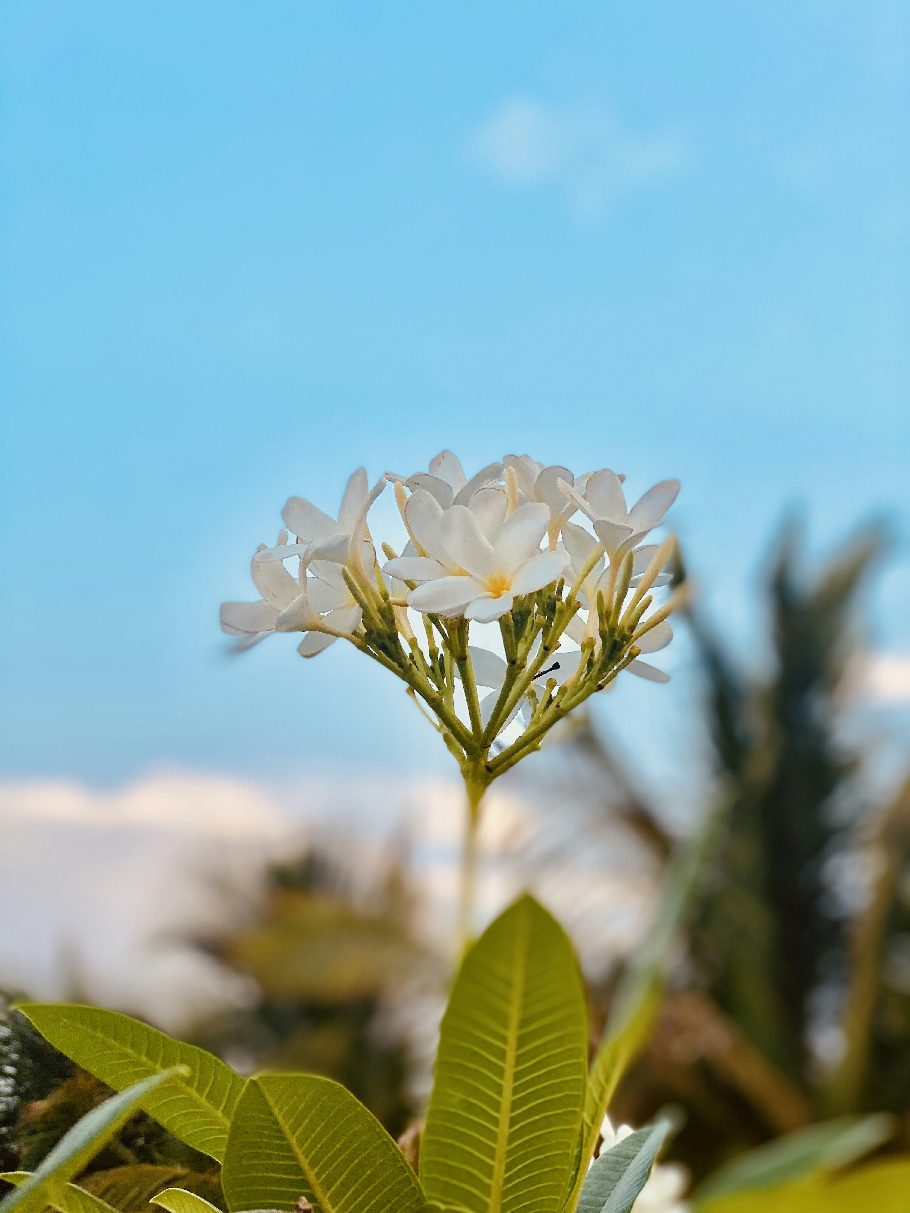 Frangipani Crown Reaching Toward a Crisp Daylight Sky