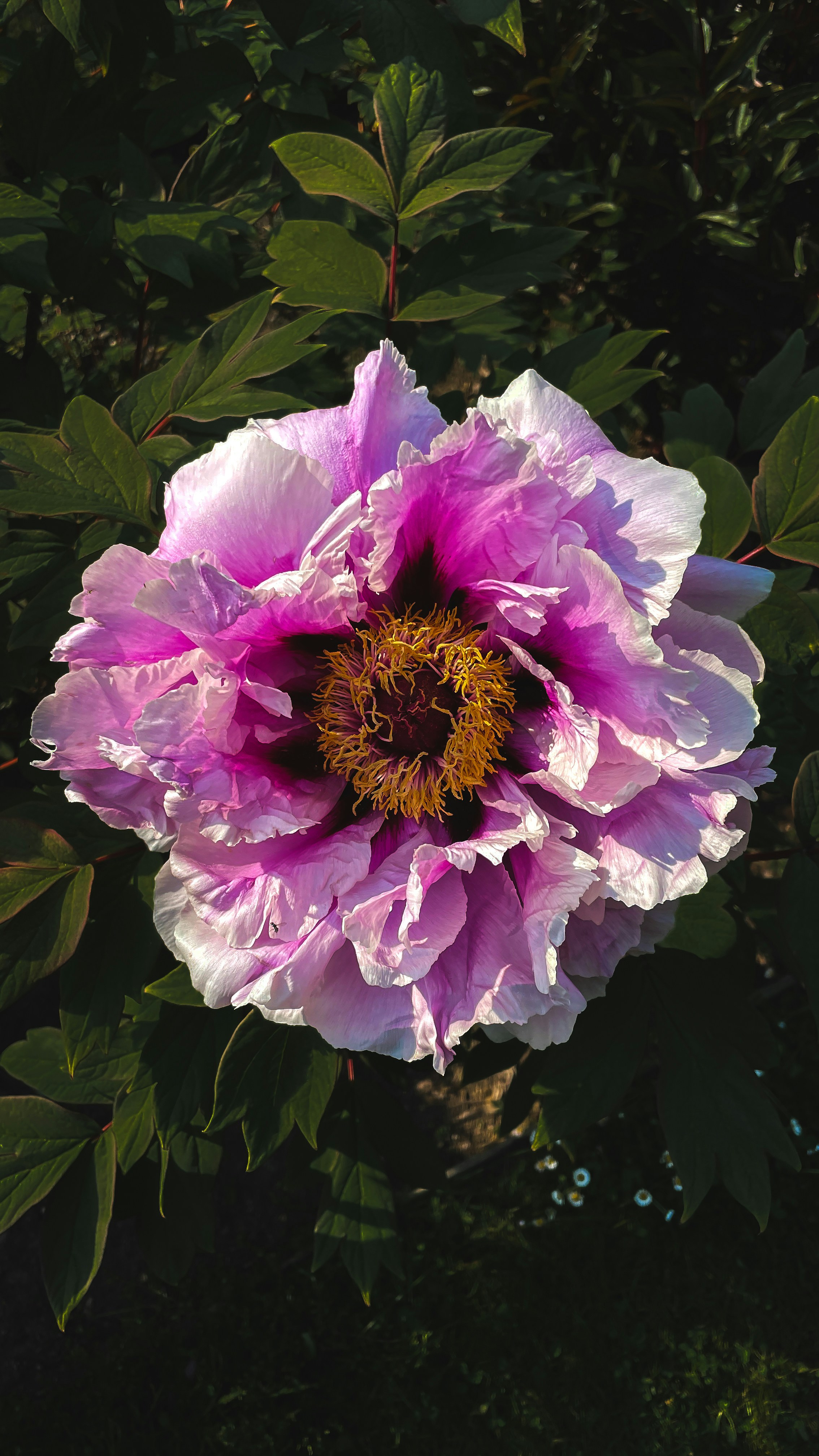 Pink Peony Bloom with Golden Center in Sunlit Garden