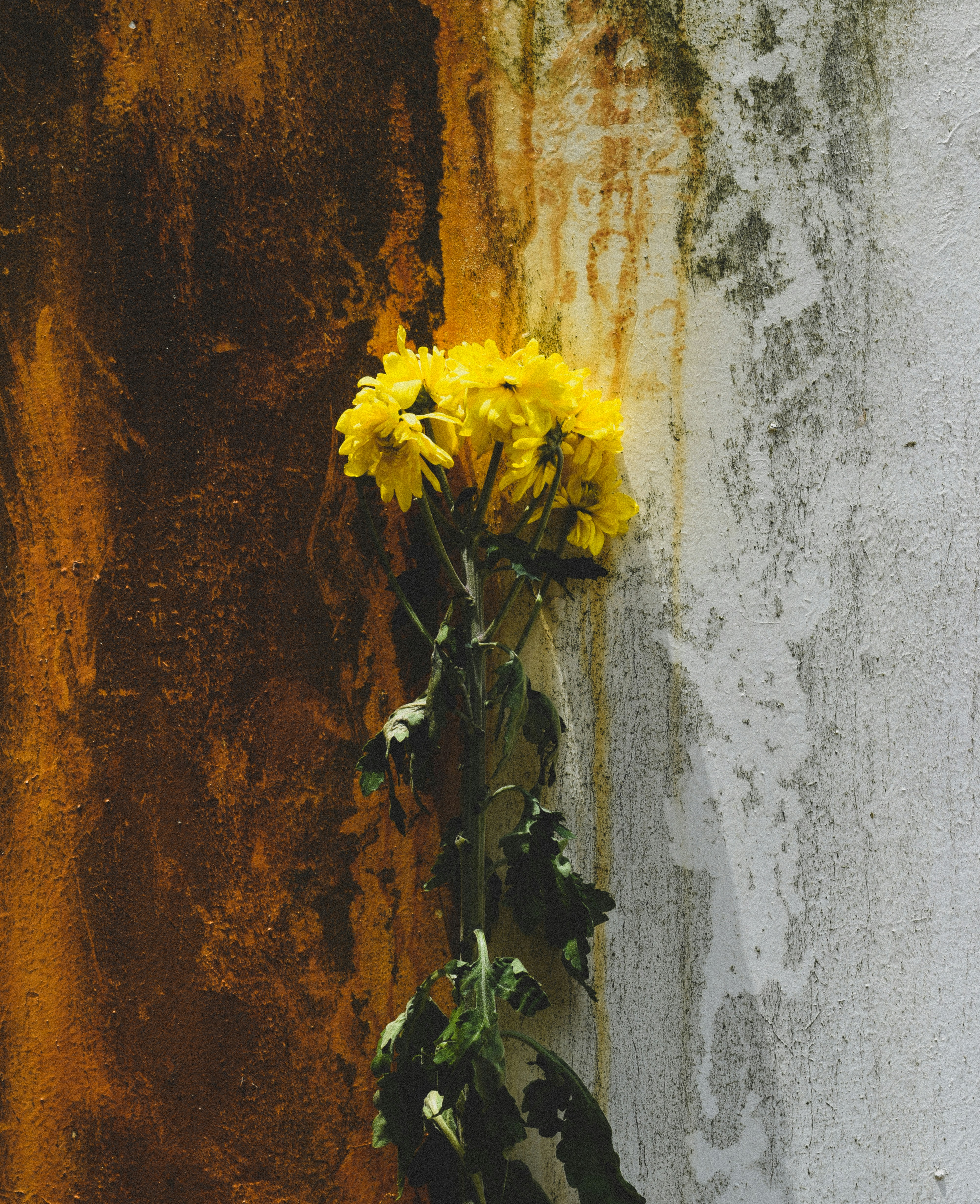 Yellow Chrysanthemums Between Rust and White: A Quiet Resilience