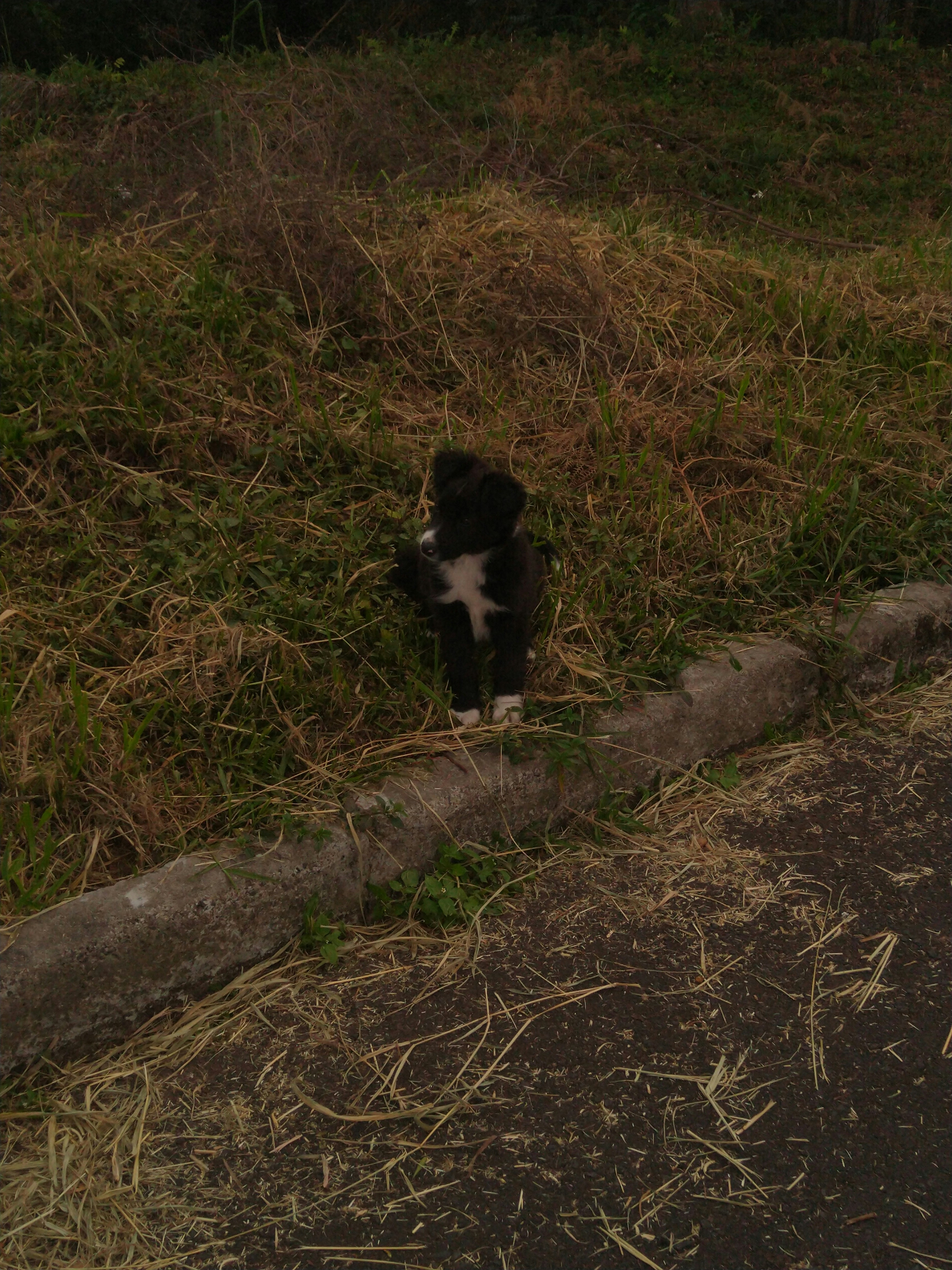 Tiny Sentinel on the Curb: A Black-and-White Kitten at Dusk