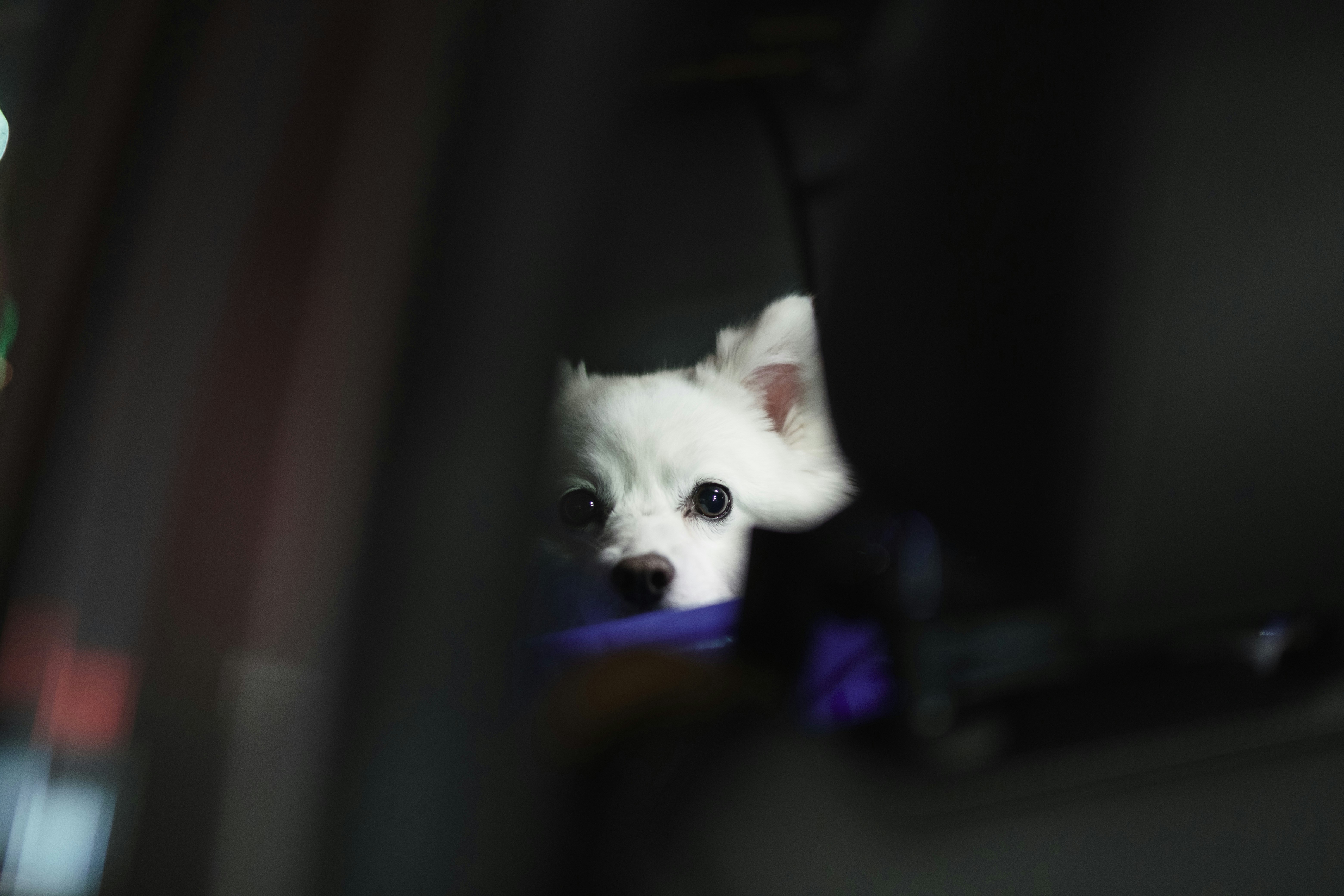 White Pup Peering Through a Shadowed Frame
