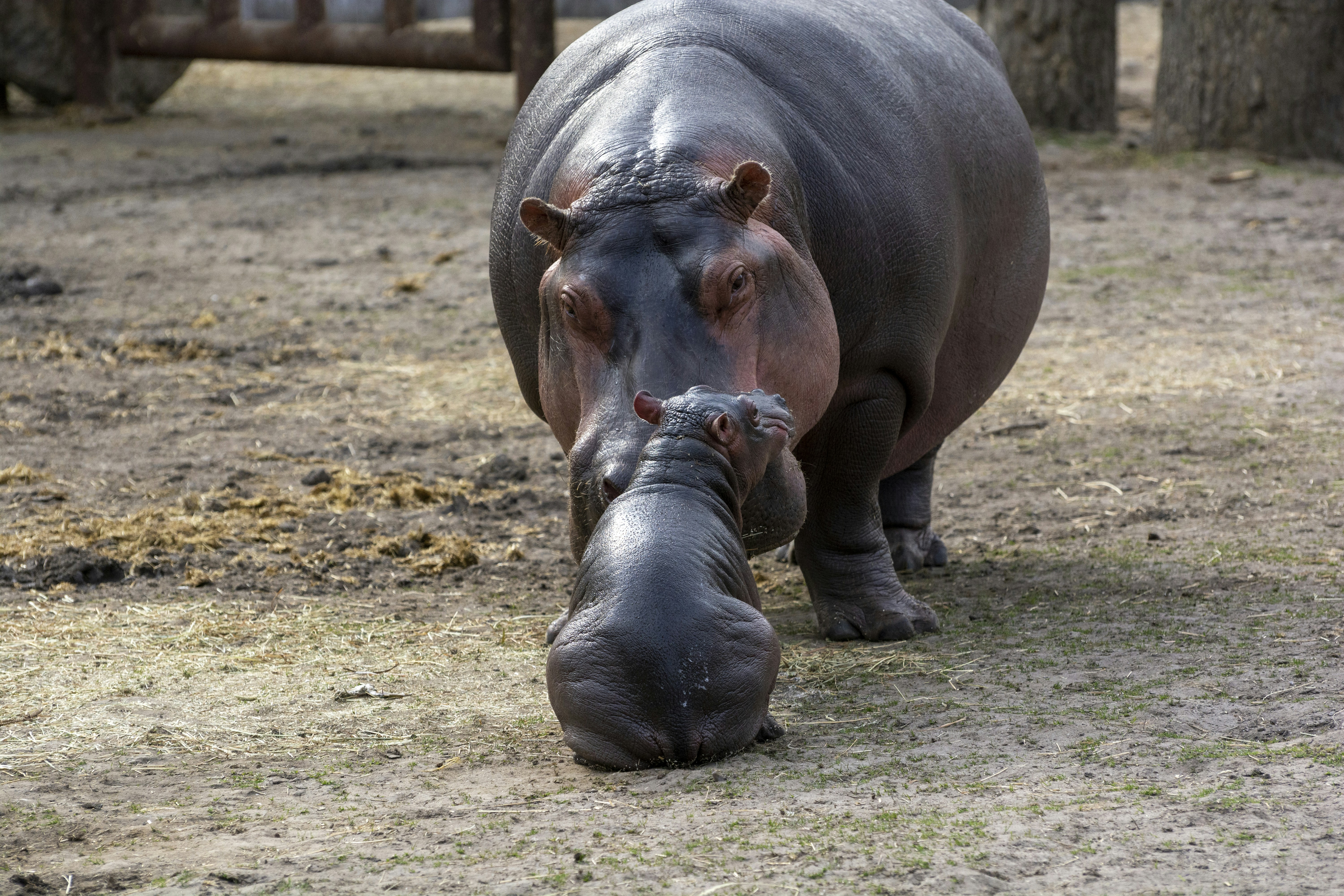 Grounded Stare: A hippo pauses in a dusty enclosure