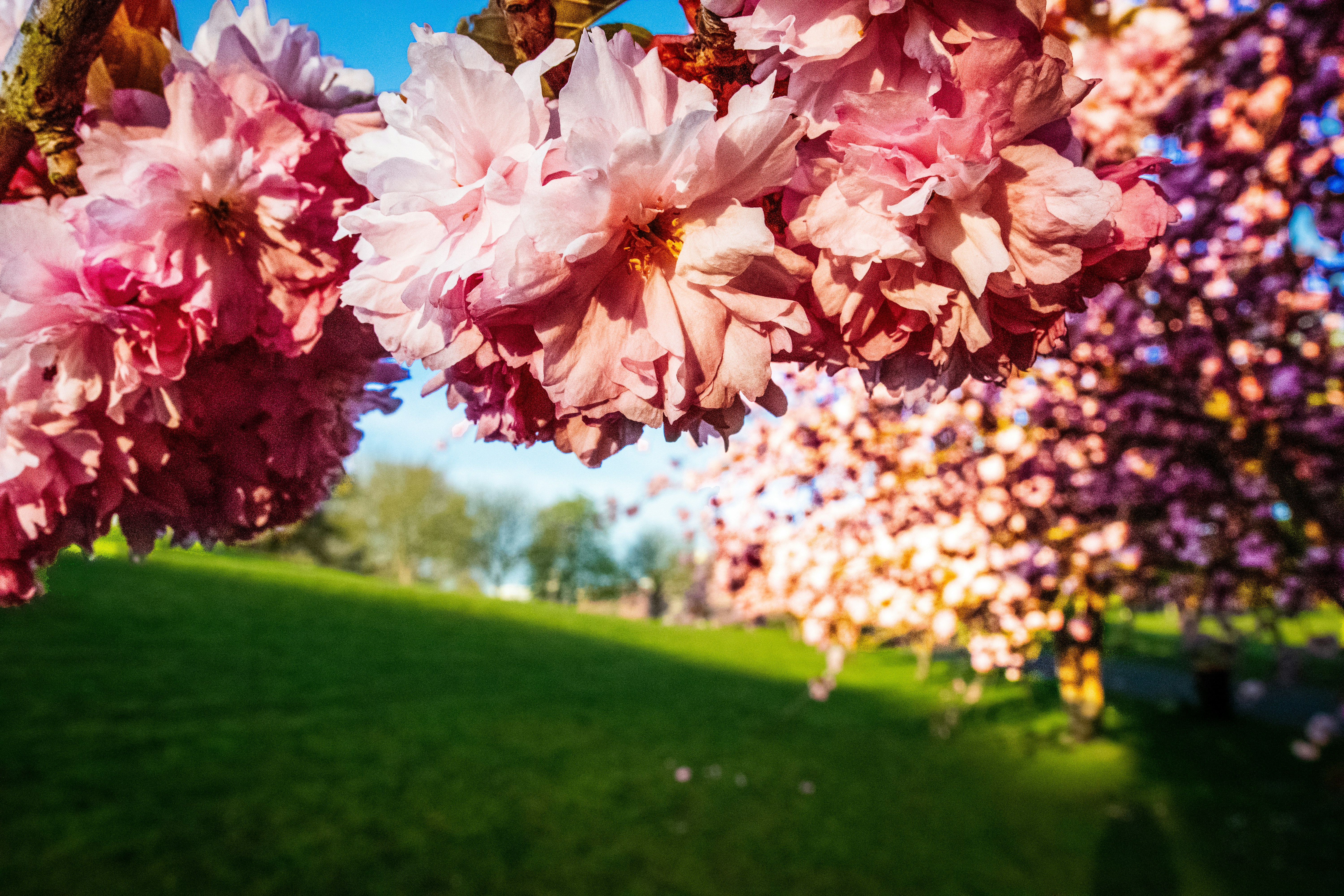 Blossoms in Focus: Pink Petal Corridor Framing a Sunlit Park