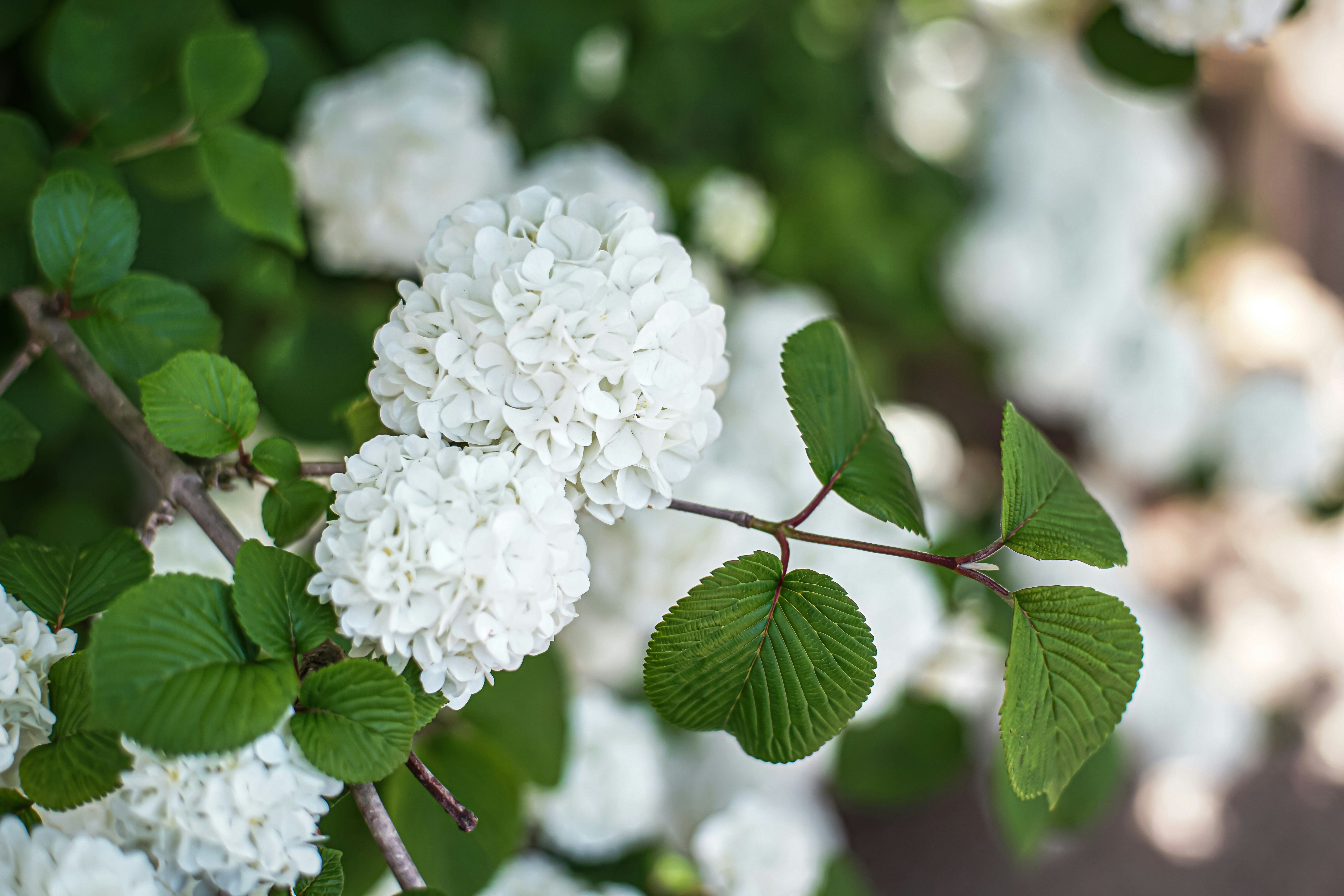 White hydrangea blooms contrasted against lush green leaves in soft focus.