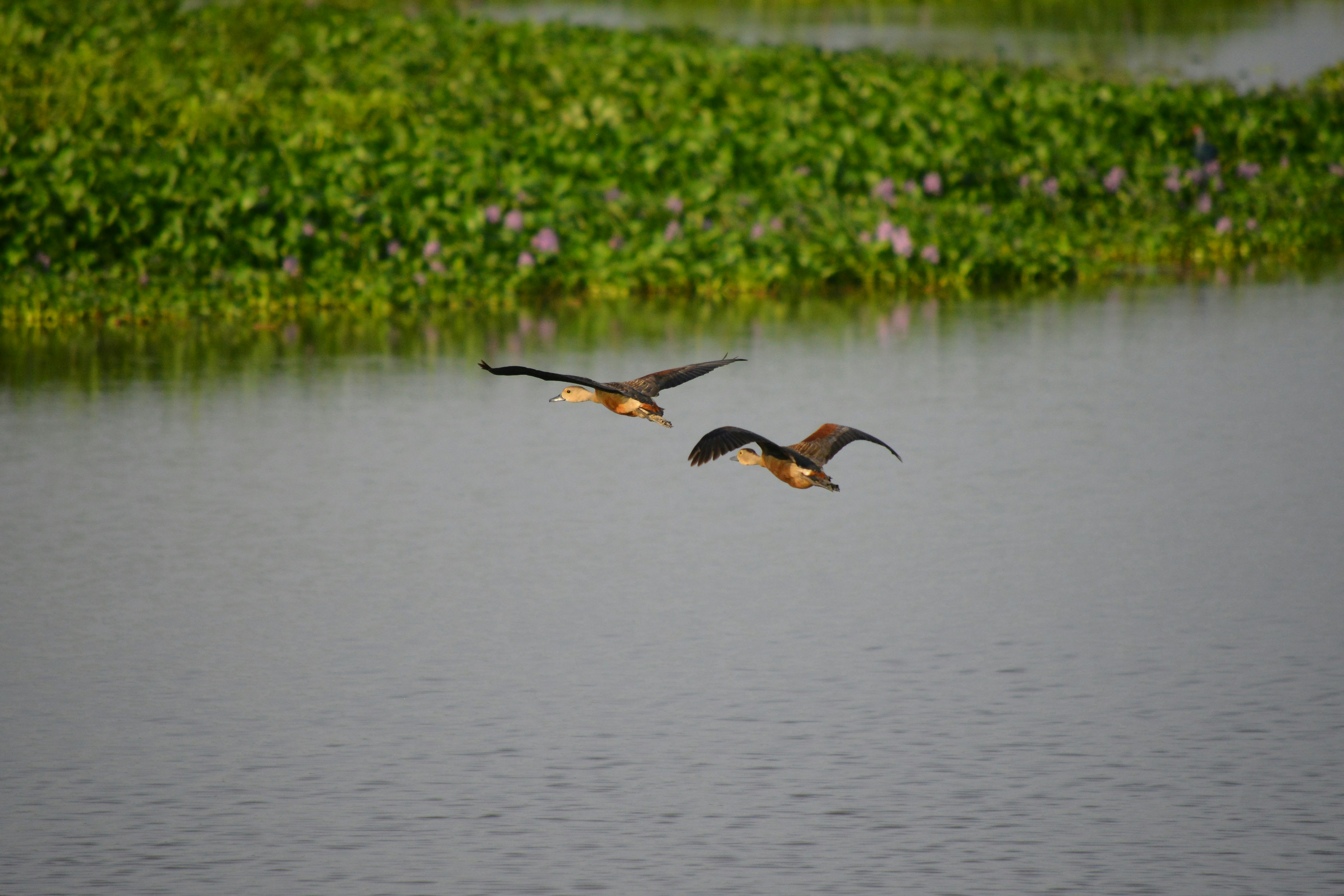 Winged Duet Over a Calm Wetland