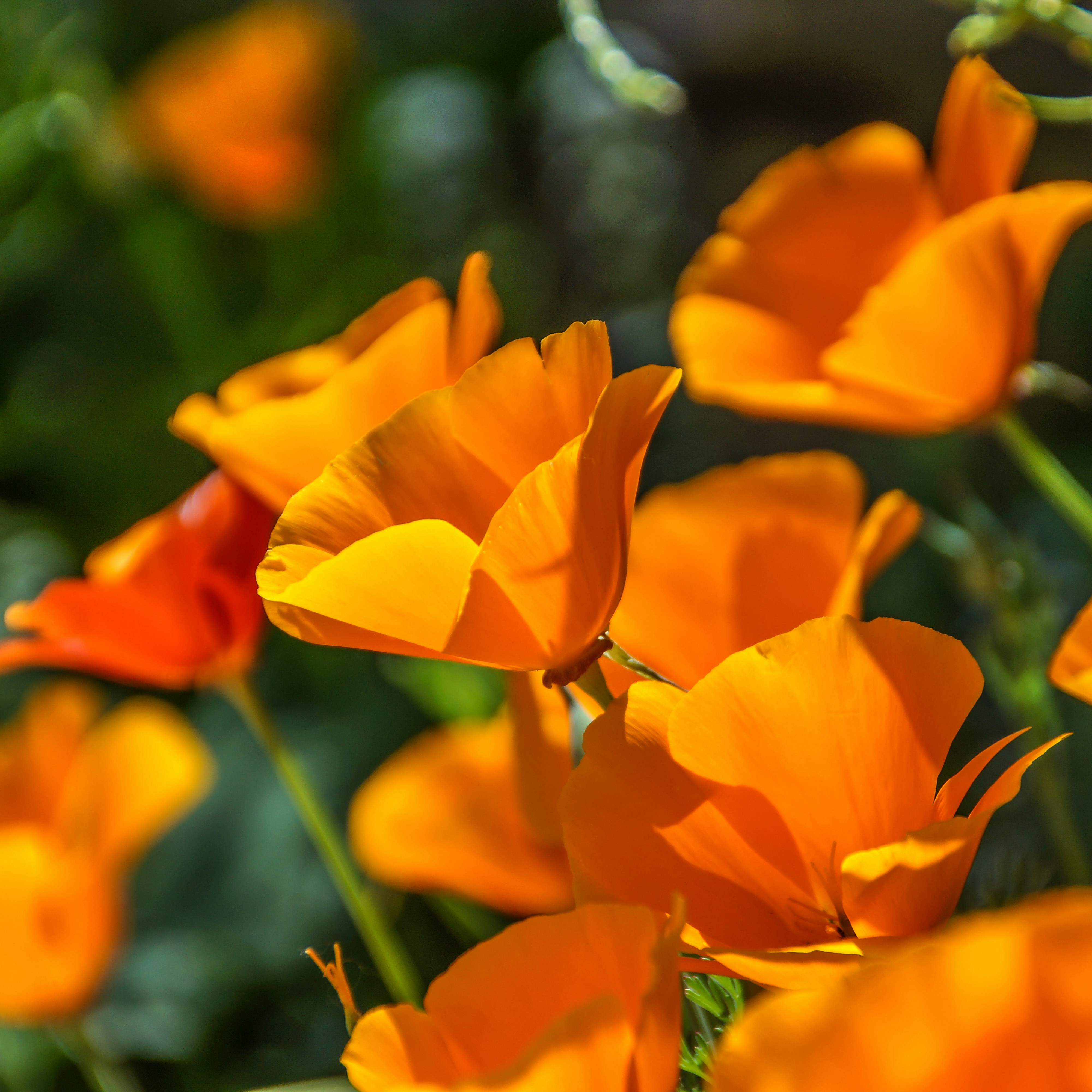 A cluster of bright orange poppies surrounded by lush green foliage, showcasing the beauty of spring. The flowers are in full bloom, creating a lively atmosphere.