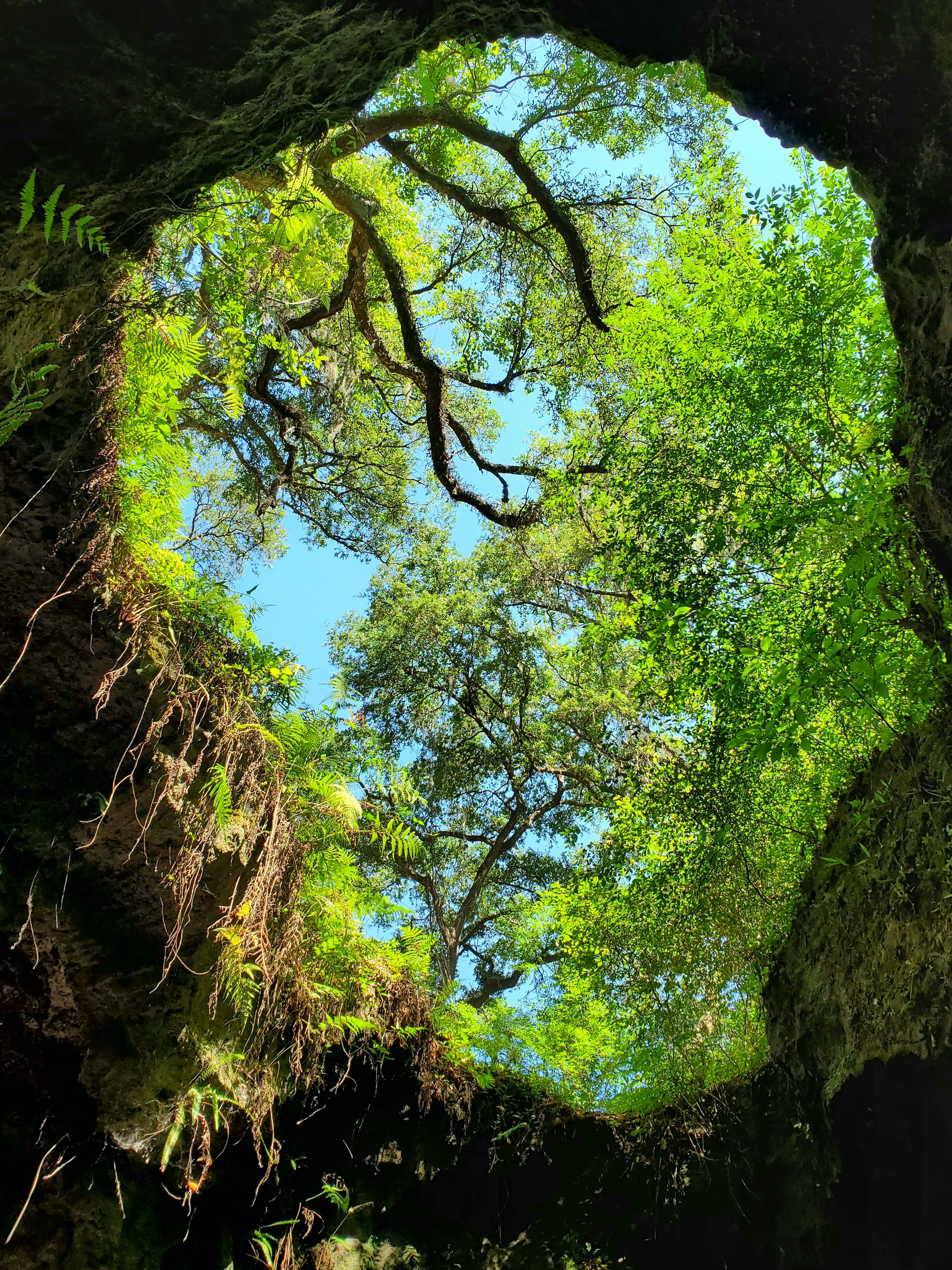 Foto Árboles verdes en un campo de hierba verde durante el día – Imagen ...
