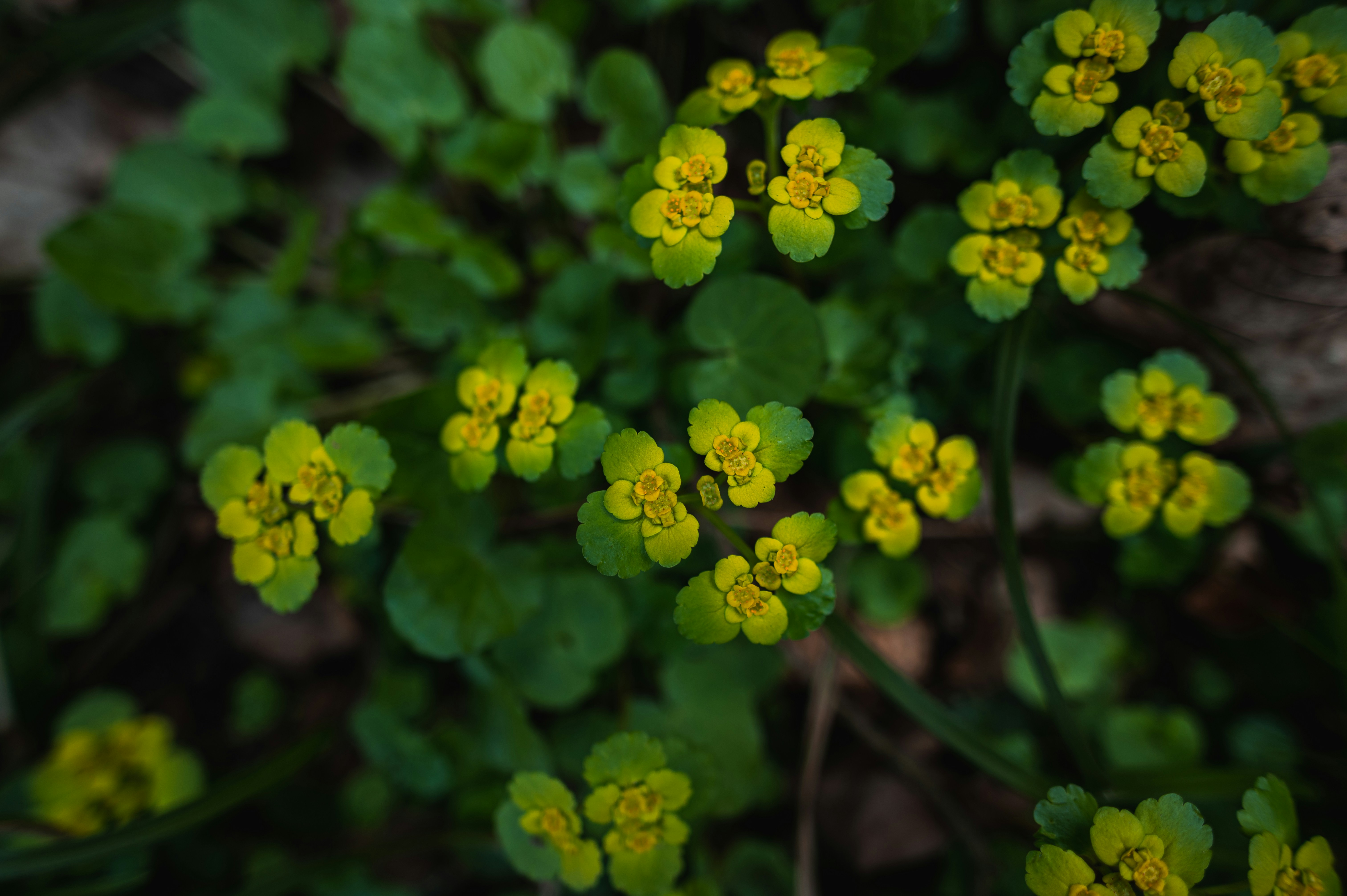 Photo by Jan Kopřiva with Nikon Z6