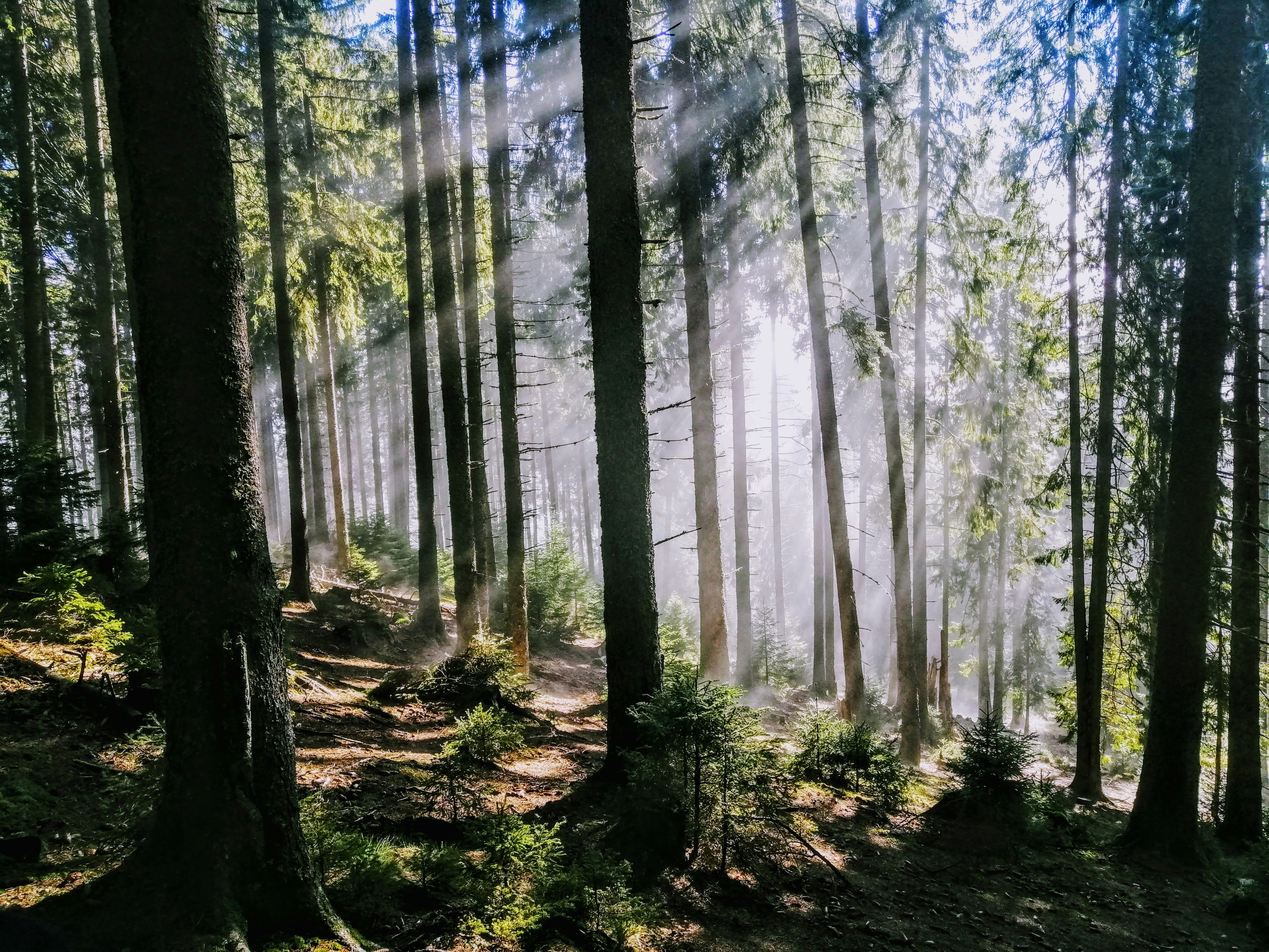 Sunbeams pierce through tall pine trees in a foggy forest, creating a serene woodland scene.