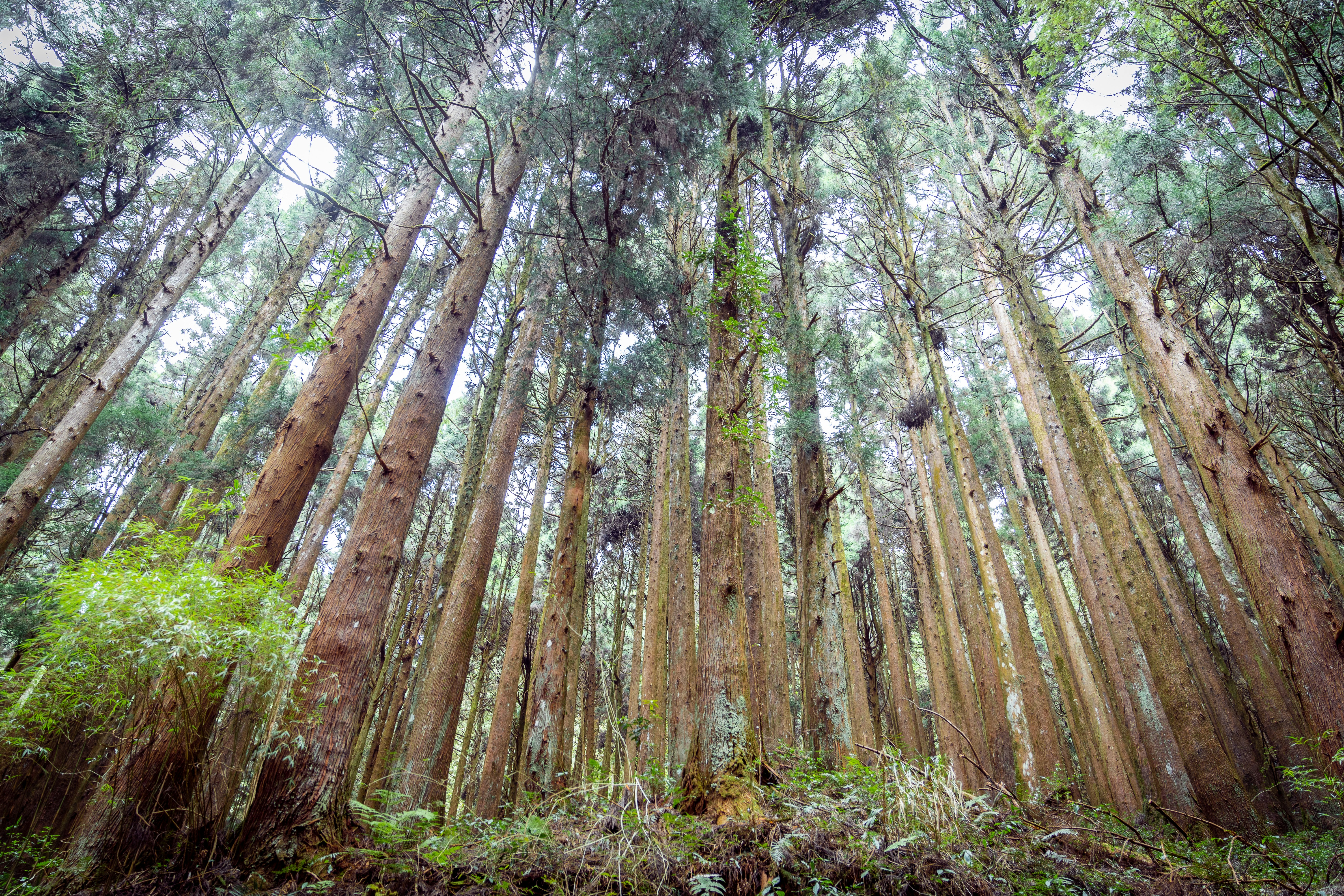 Taiwan Forest Pictures | Download Free Images on Unsplash
