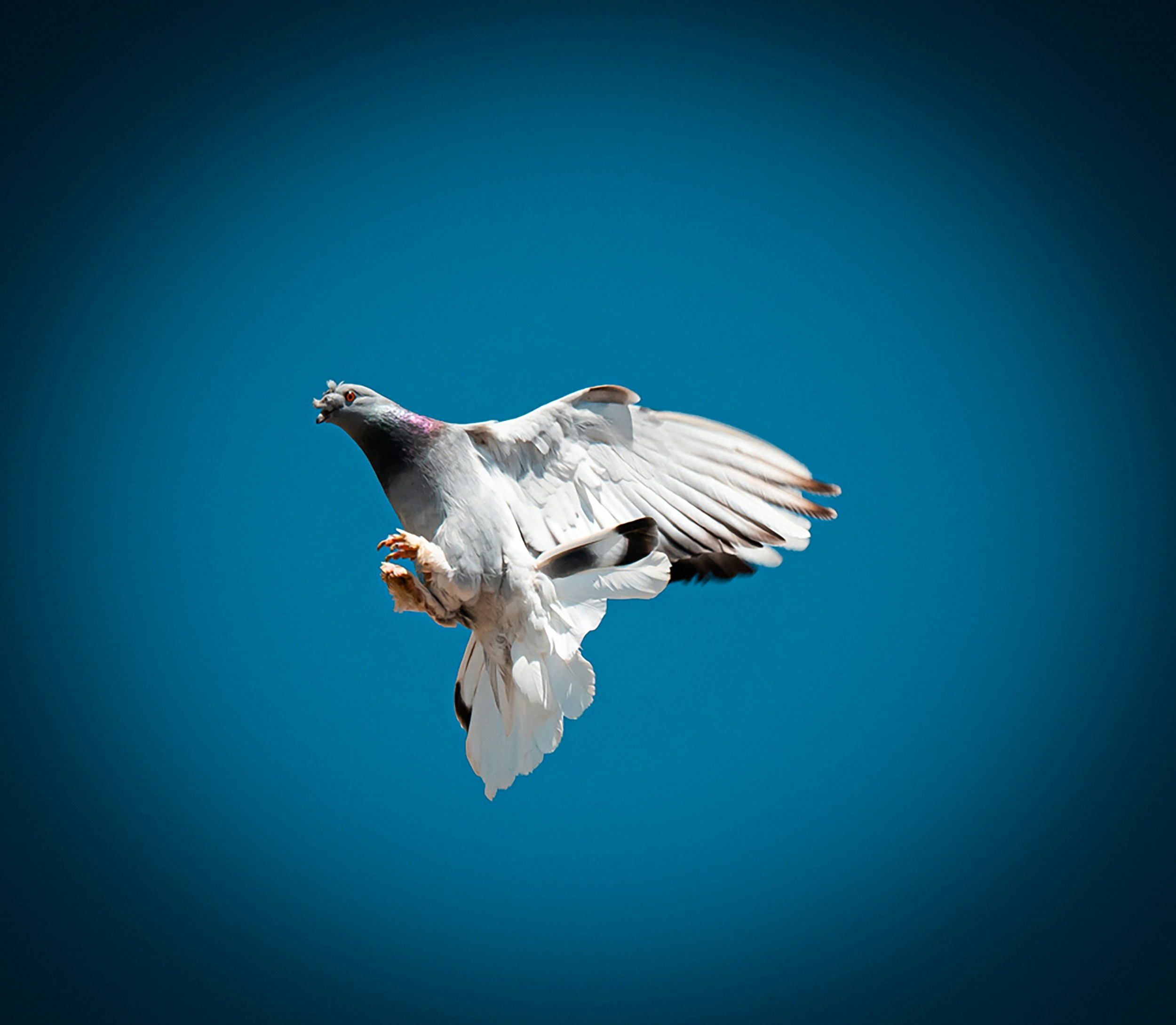 white bird flying in the sky