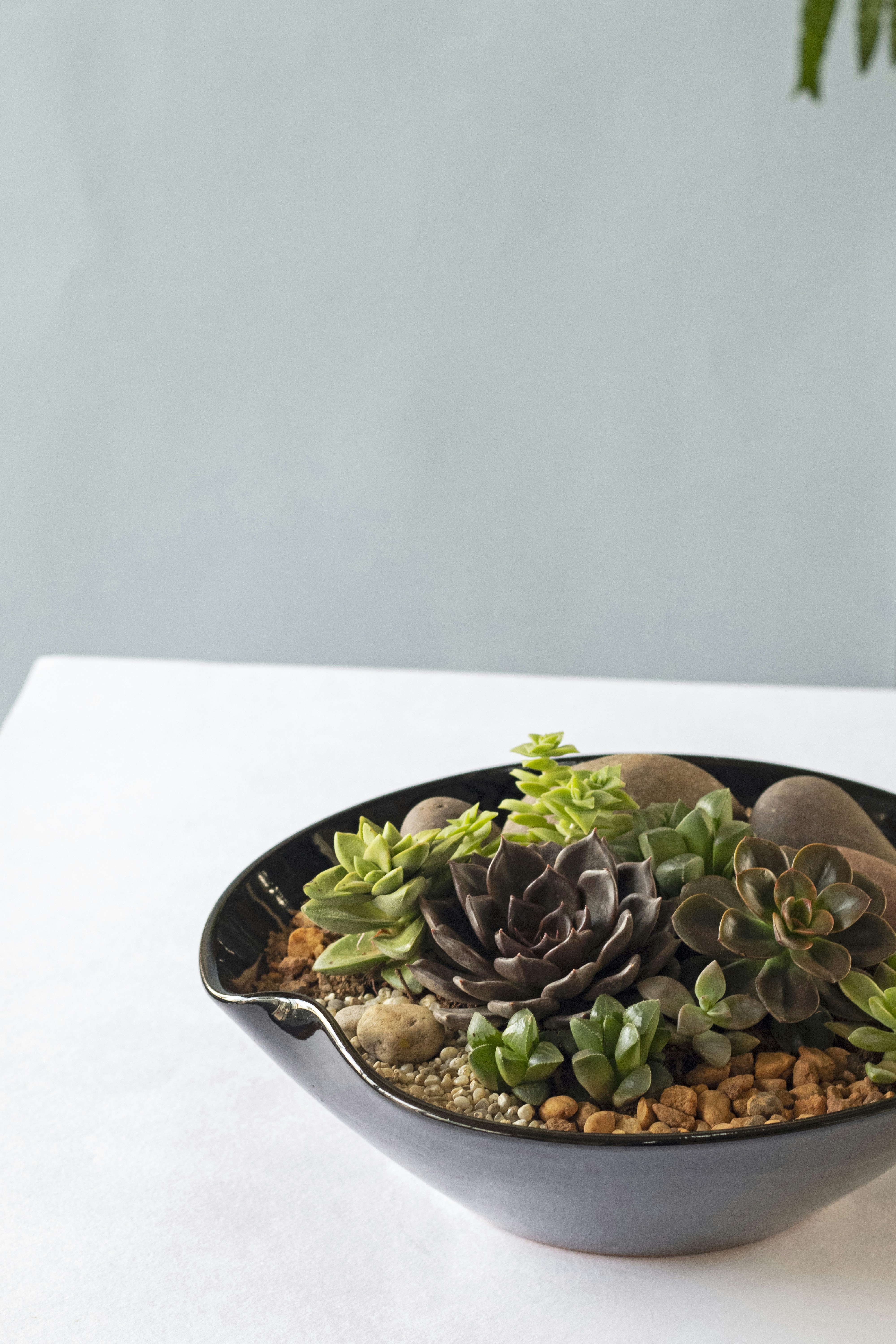 Succulent Stillness in a Minimalist Bowl