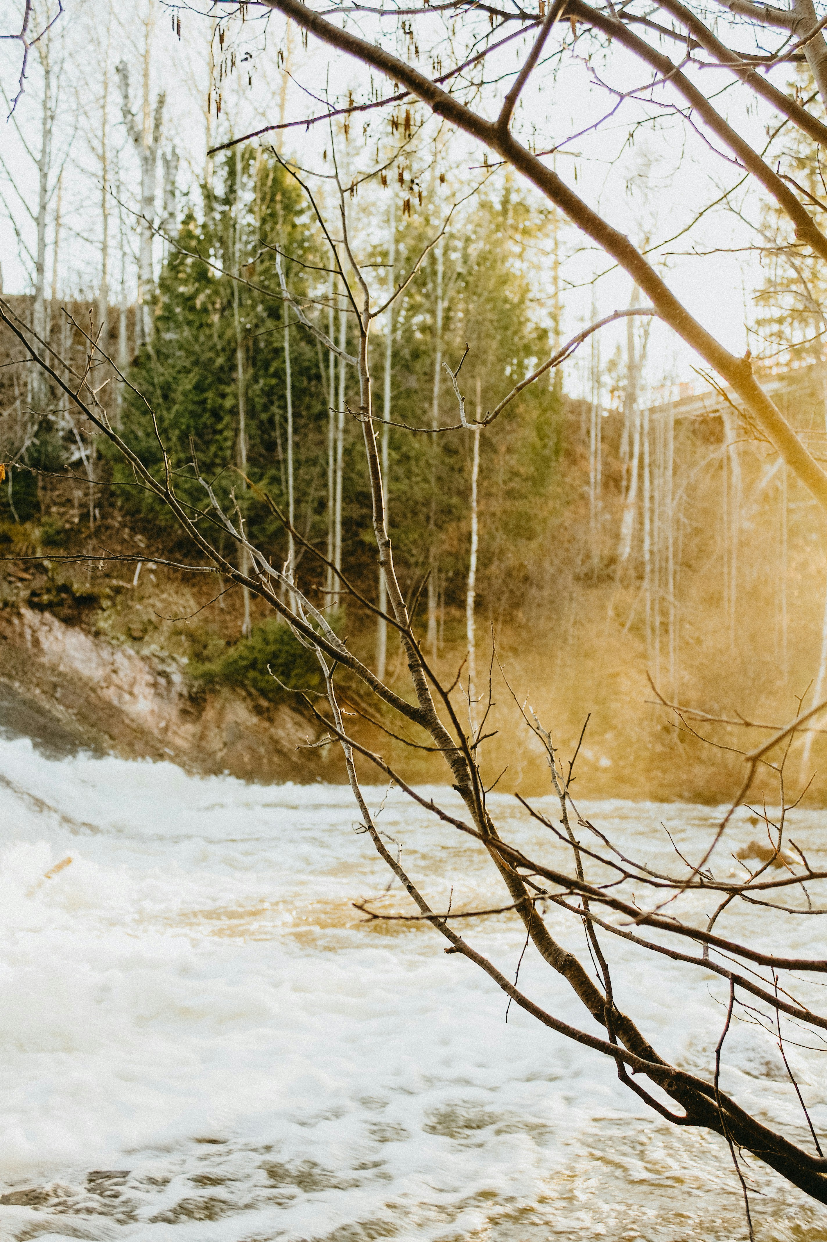 Rushing water flows energetically past a rocky bank, framed by delicate branches and lush greenery. The golden light enhances the serene atmosphere.