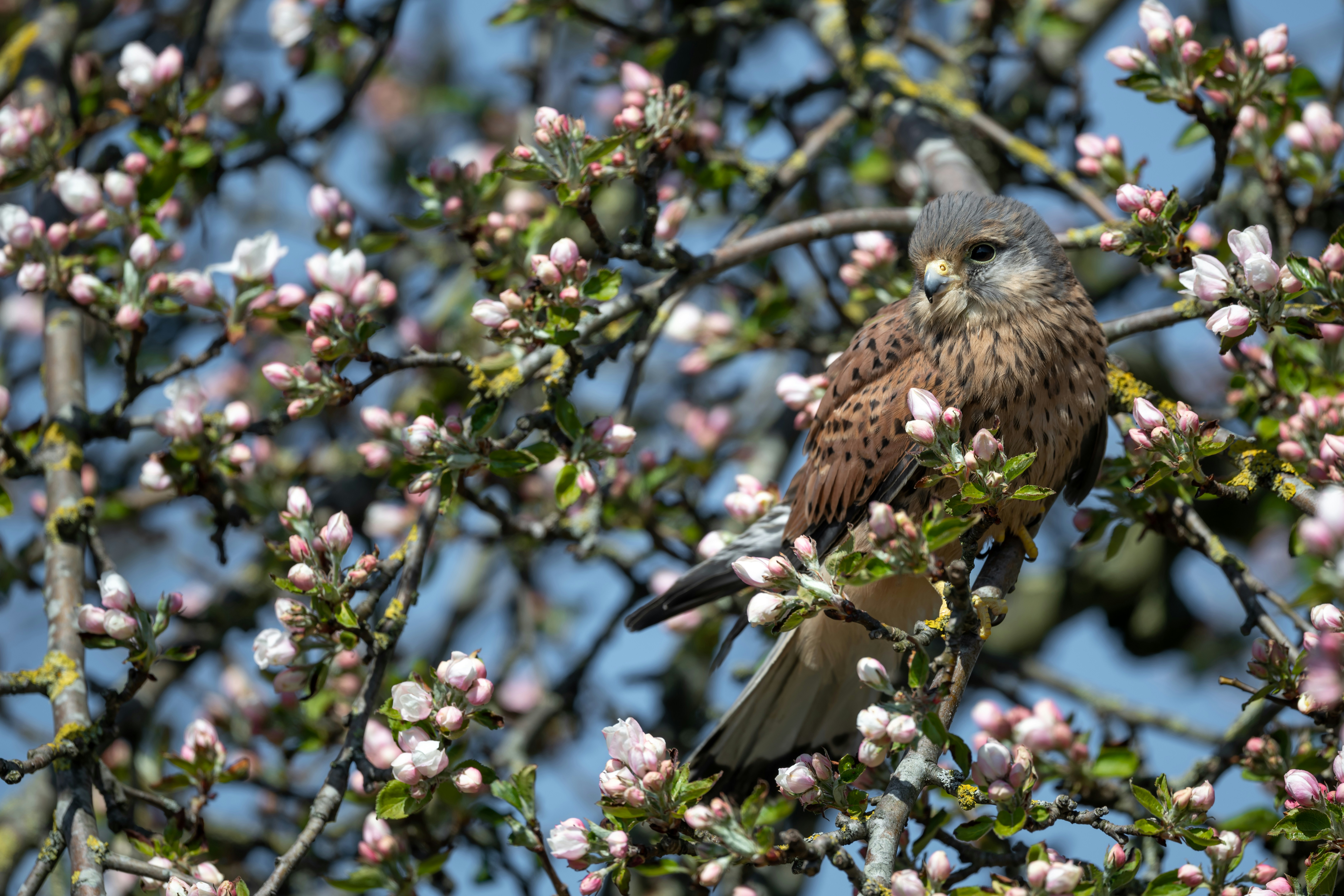 Springtime Perch: A Brown Songbird Among Pink Apple Blossoms