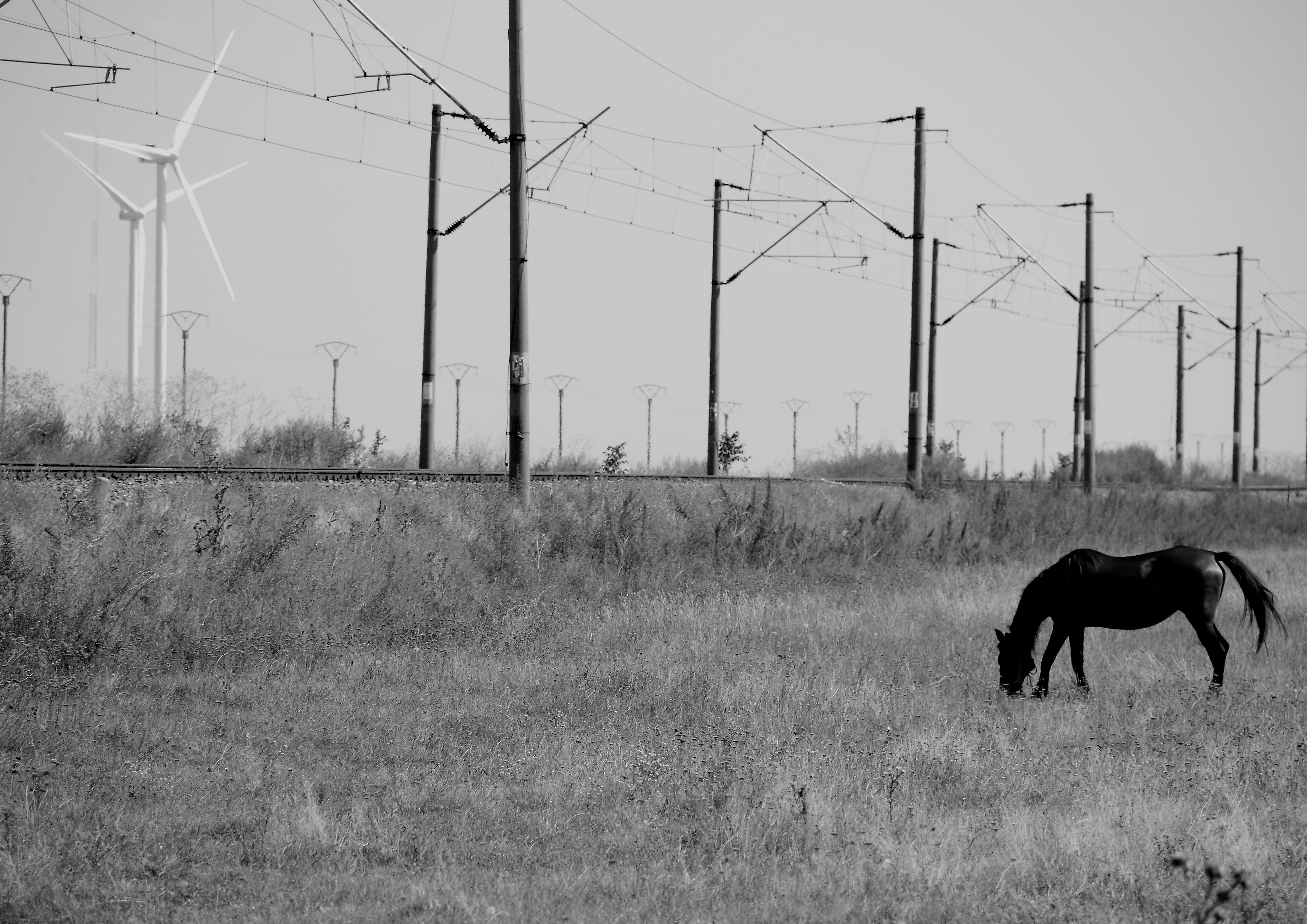 A Quiet Equine Moment Beneath Rails and Wind Turbines