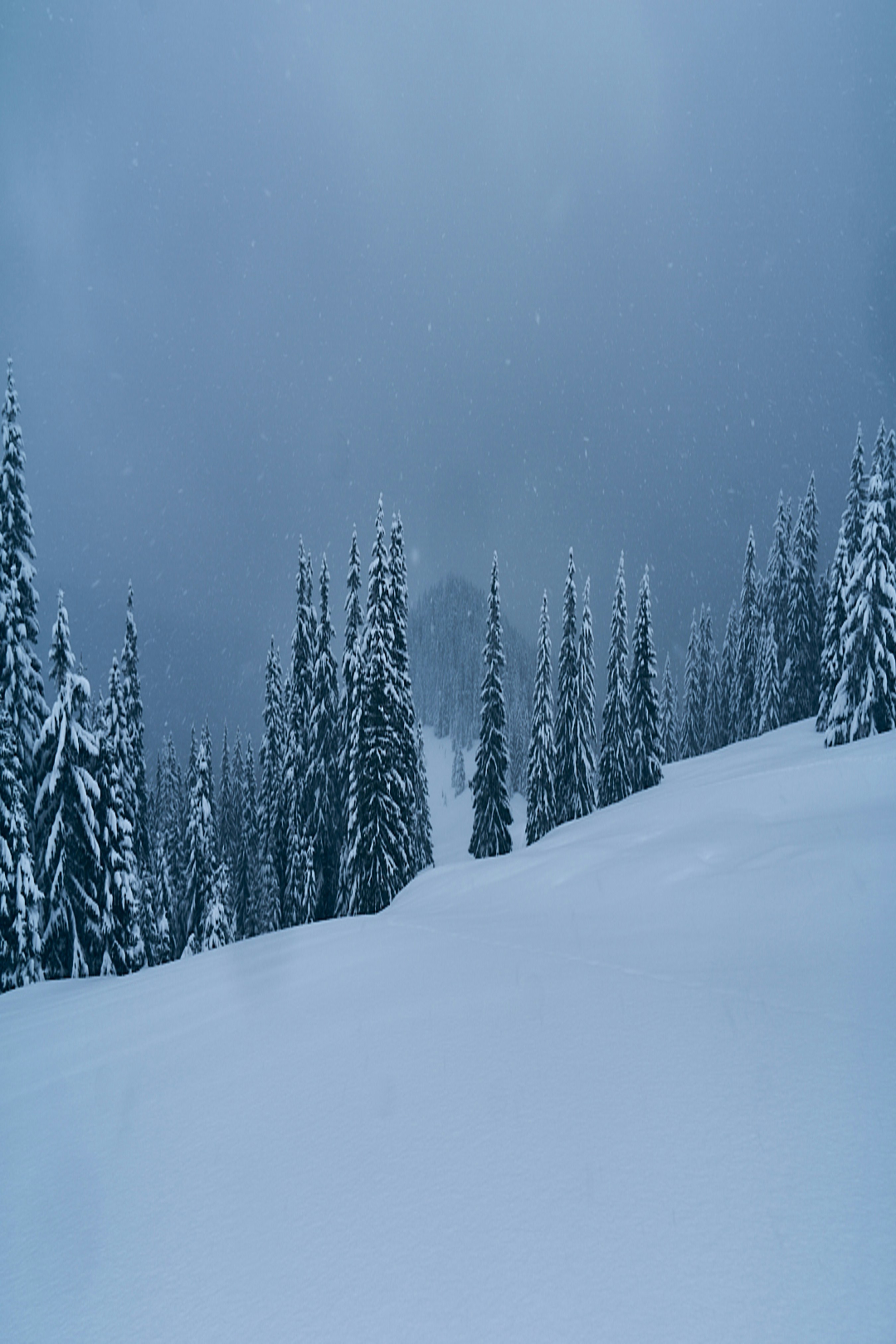 Winter Pine Trees Night