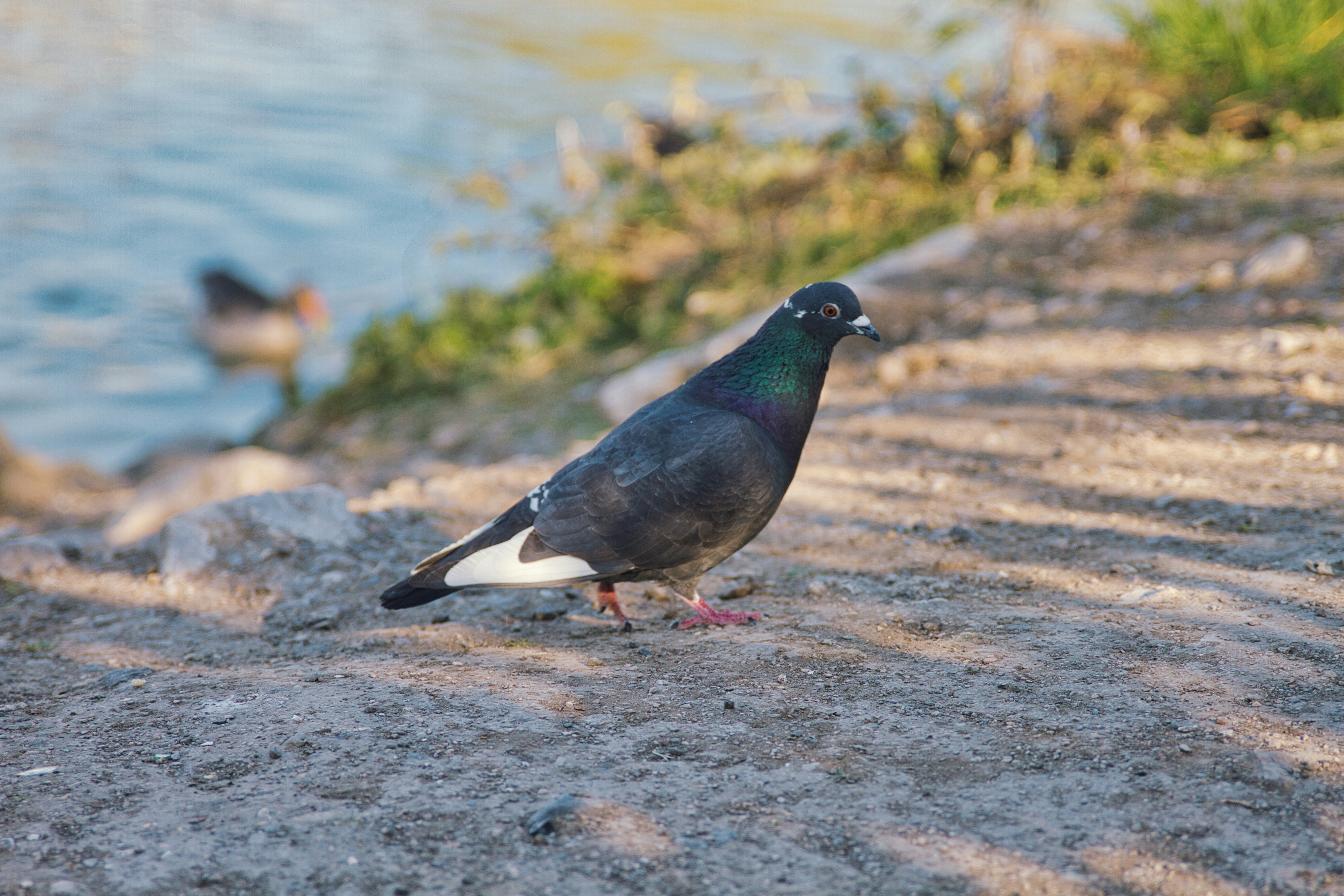 A pigeon stands on a gravel path near a tranquil body of water, showcasing its iridescent feathers in the sunlight.