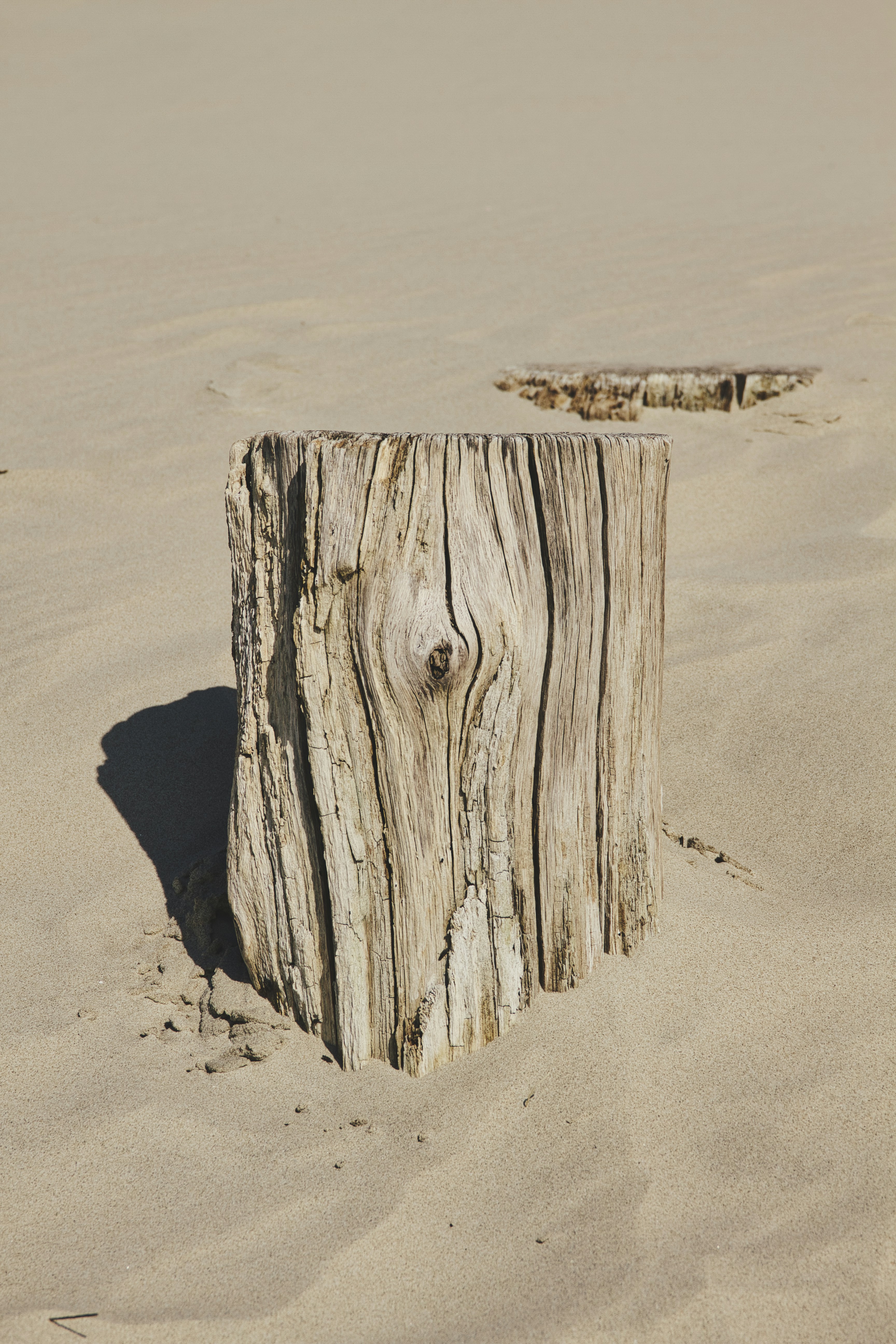 Un morceau de bois qui est dans le sable photo – Photo Le sable ...