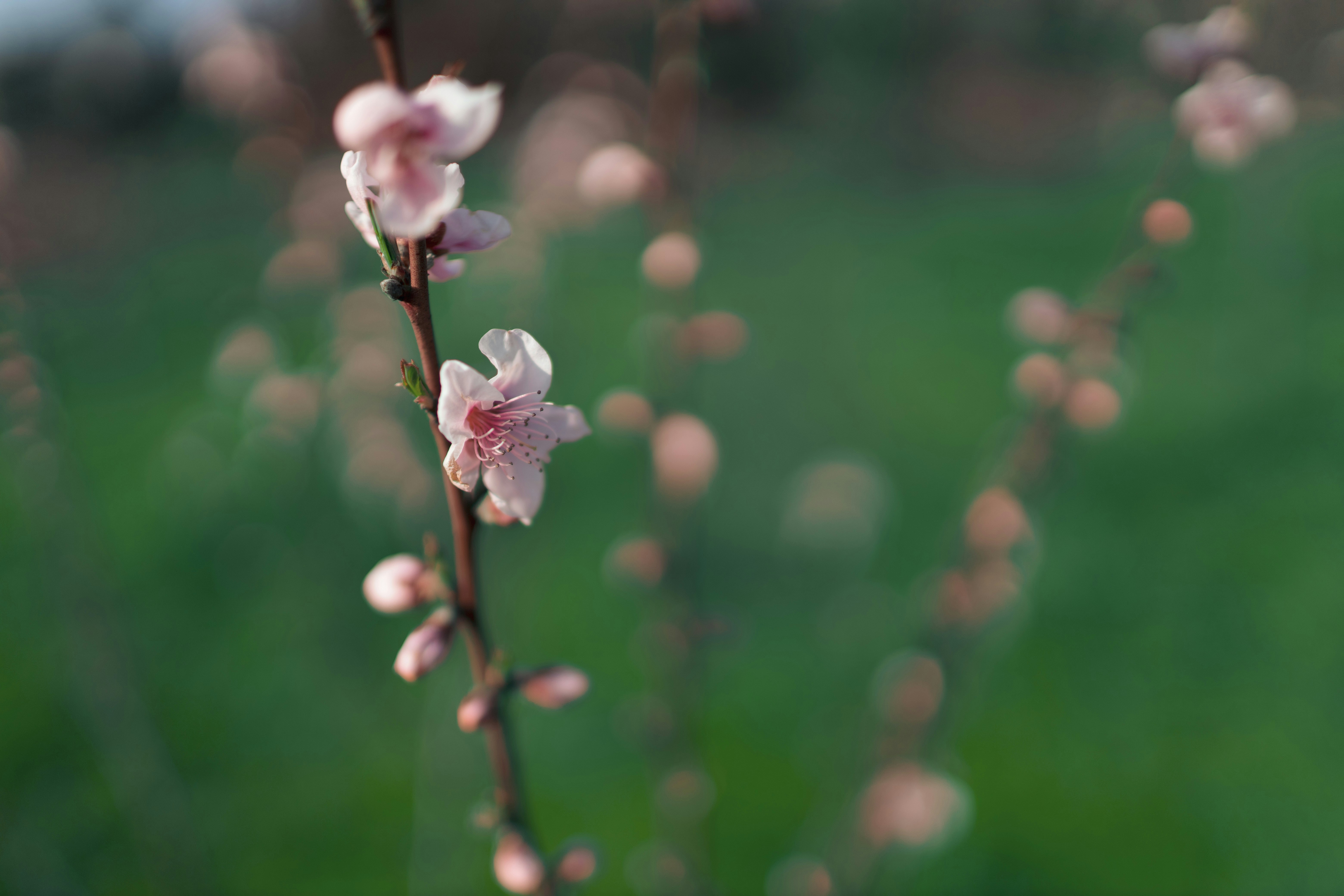 Blossom in Focus: A Streak of Pink Against Verdant Blur
