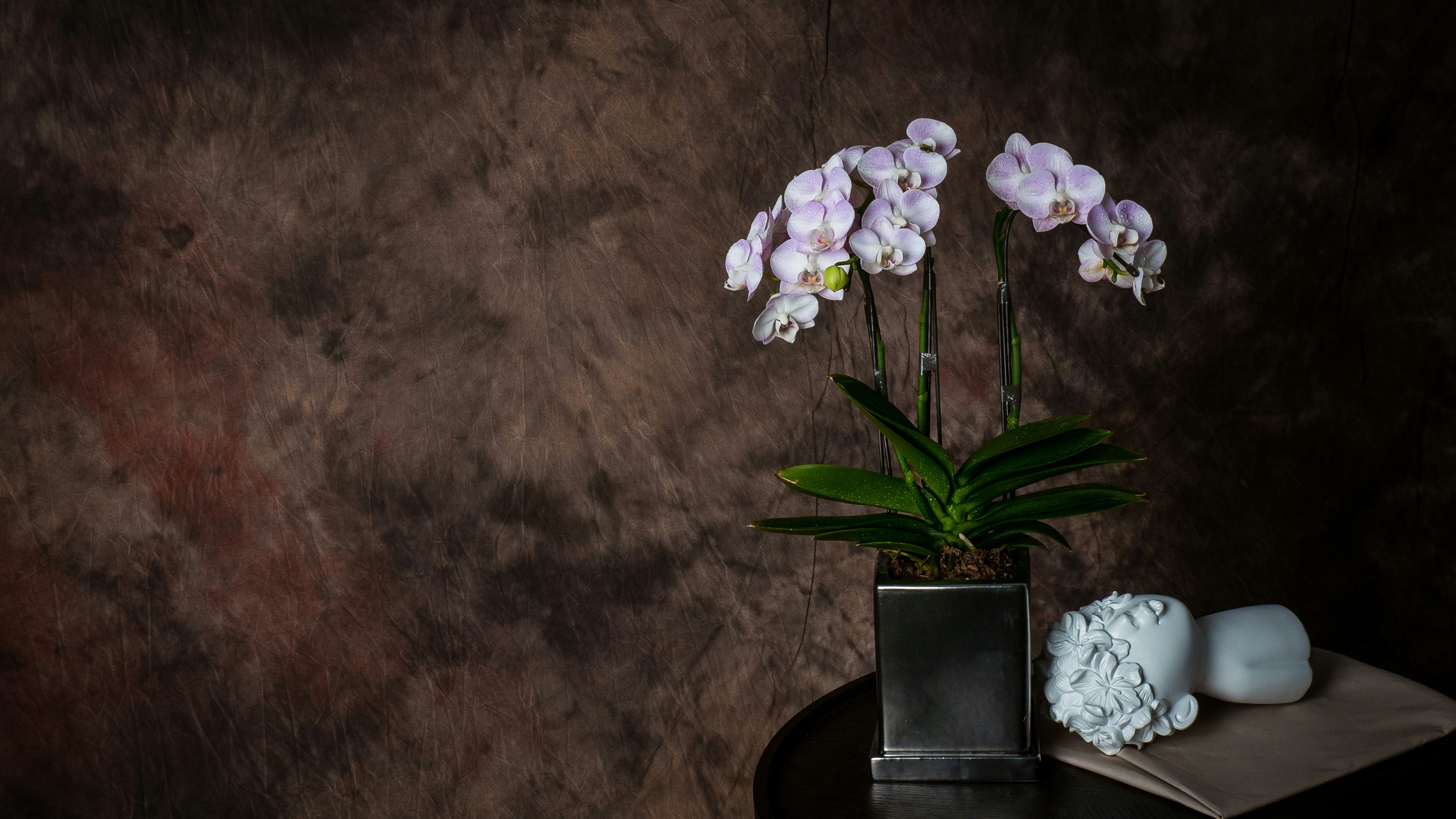 Orchid in Quiet Light: A Minimalist Still-Life with White Phalaenopsis