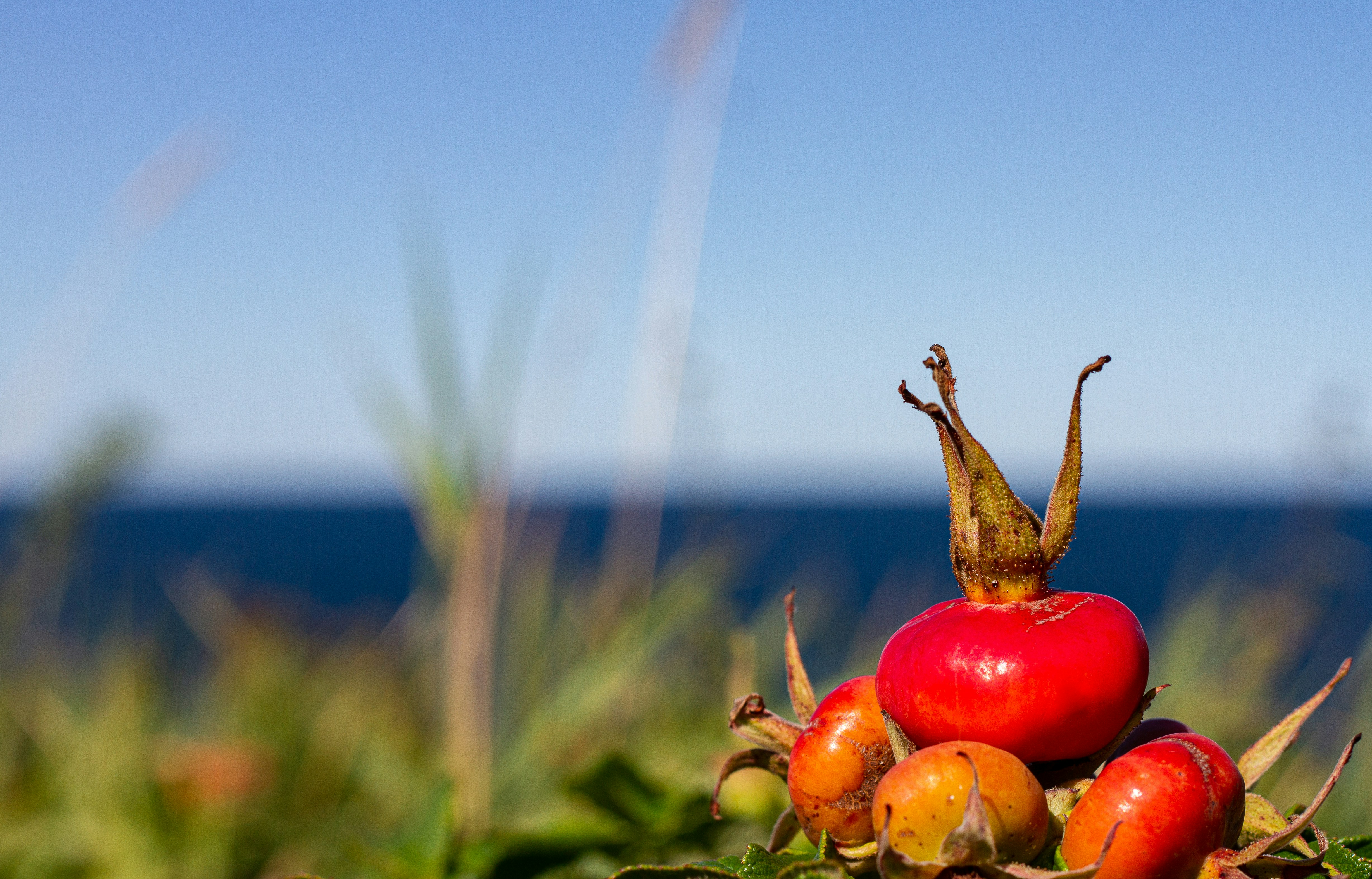 Coastal Crimson: Close-Up of Red Berries Framing the Sea