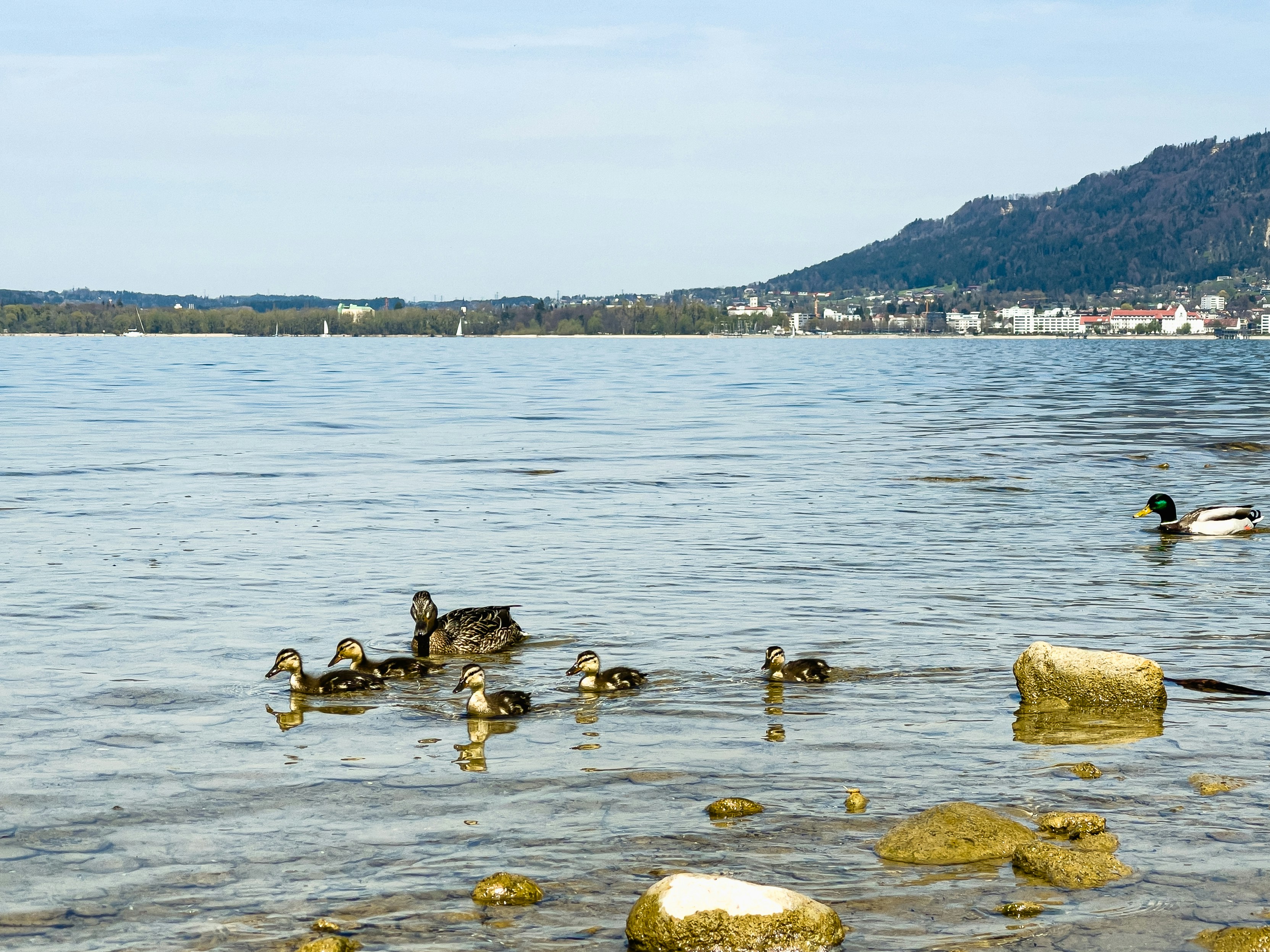 A mother duck swims with her ducklings in a calm lake, surrounded by rocks and distant hills. The tranquil scene captures the essence of nature's harmony.