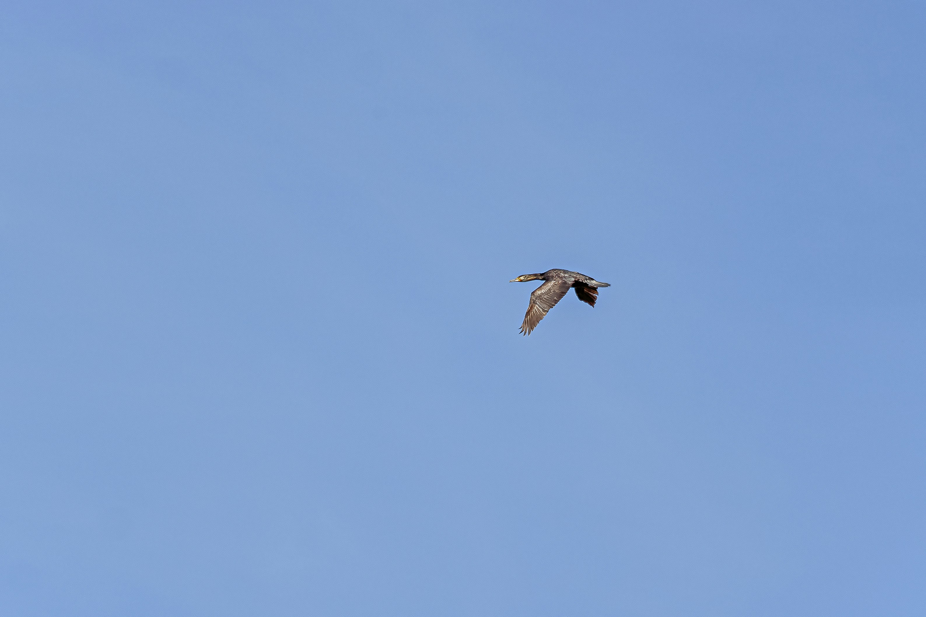 Brown bird flying under blue sky during daytime photo – Free Grey Image ...