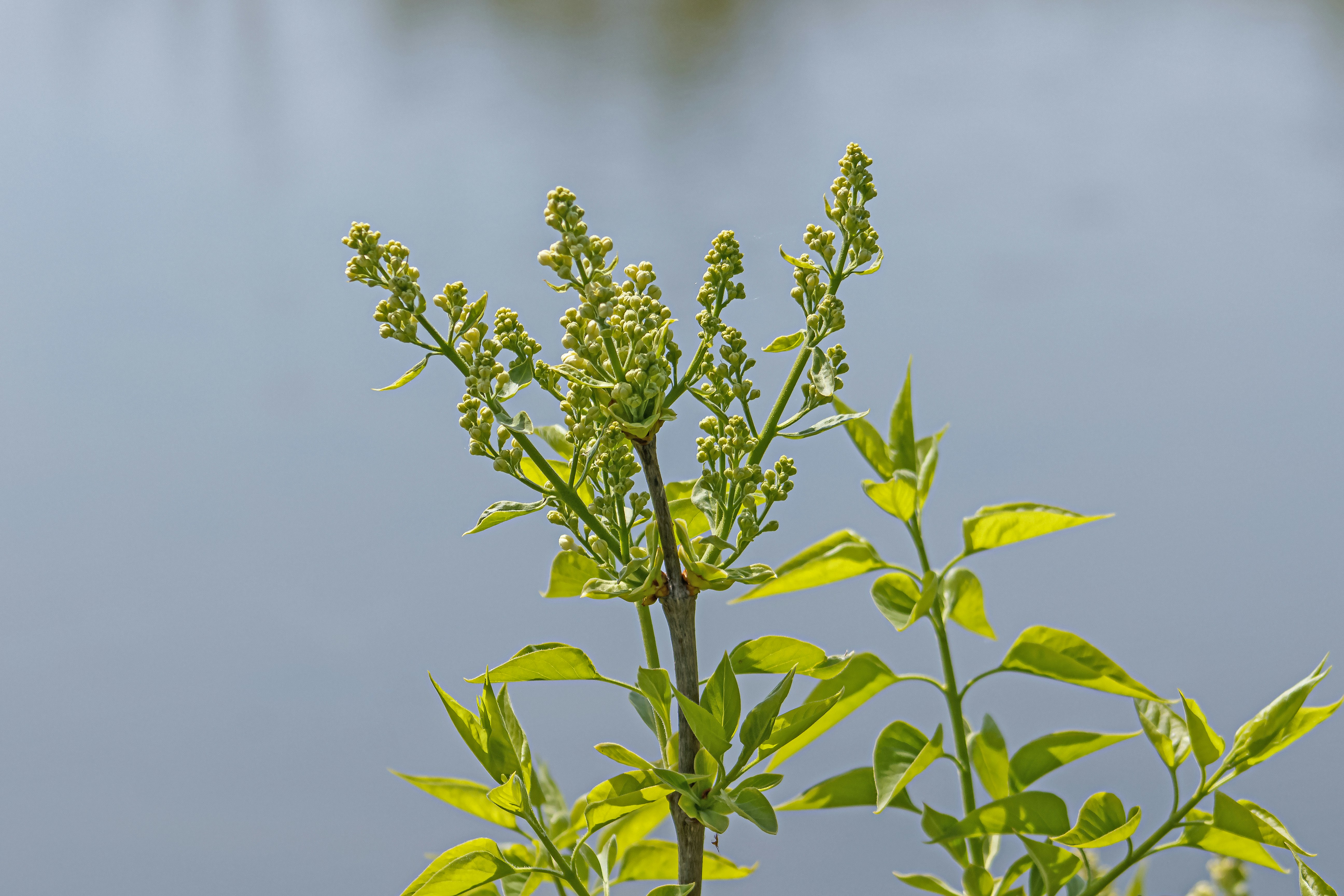 green plant in tilt shift lens