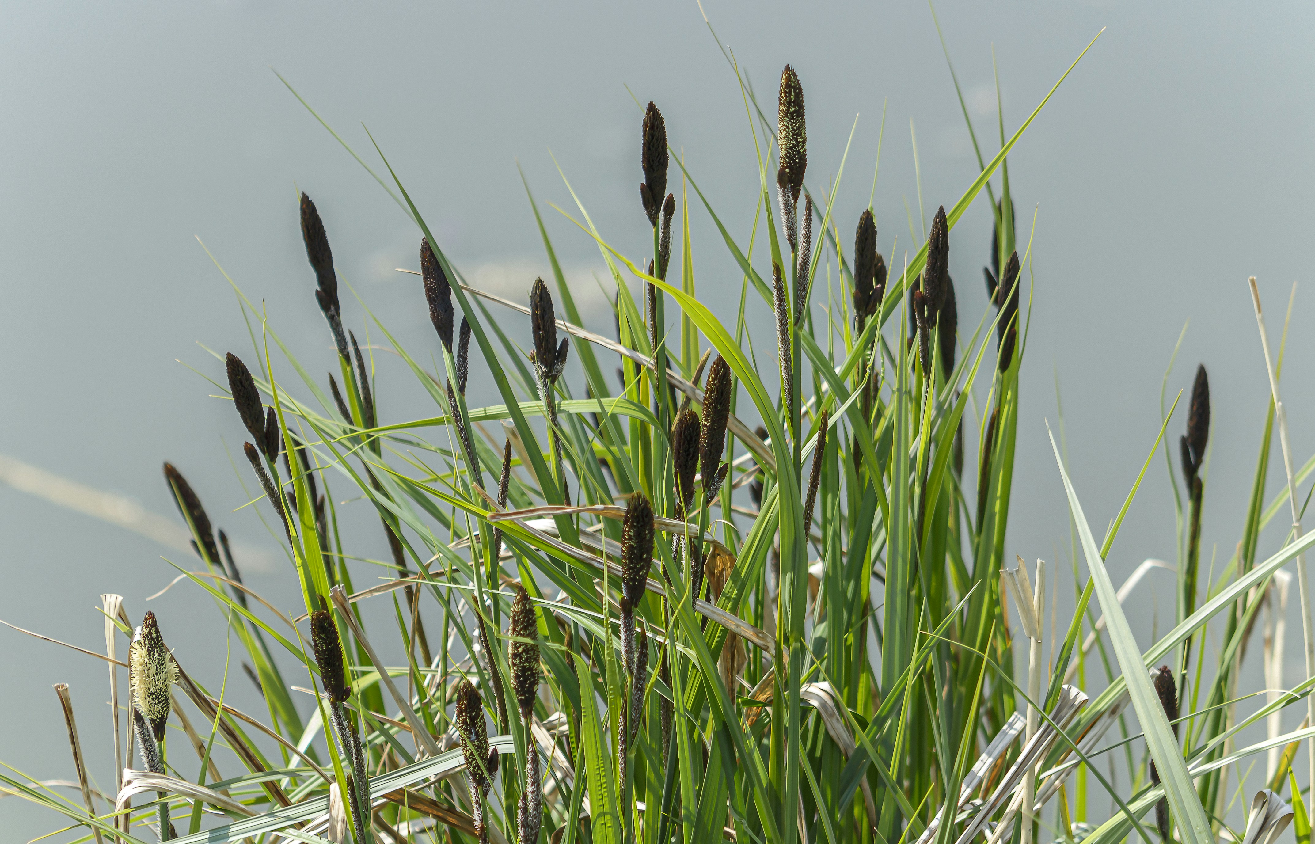 Verdant Water’s Edge: Seedheads Reaching Toward the Light