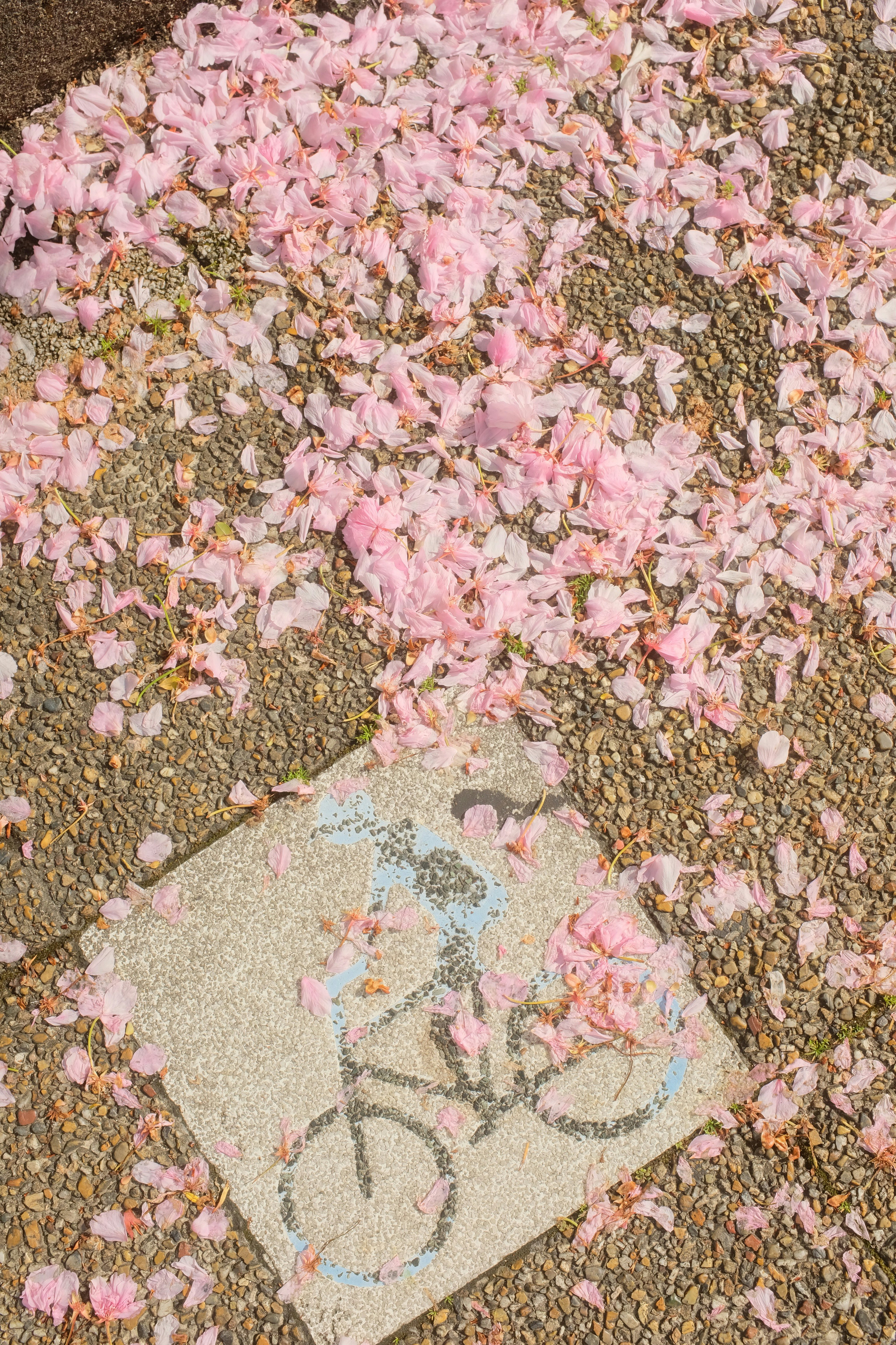 A bicycle symbol partially obscured by a blanket of pink cherry blossom petals on a textured surface. The scene evokes a sense of tranquility and the fleeting beauty of spring.