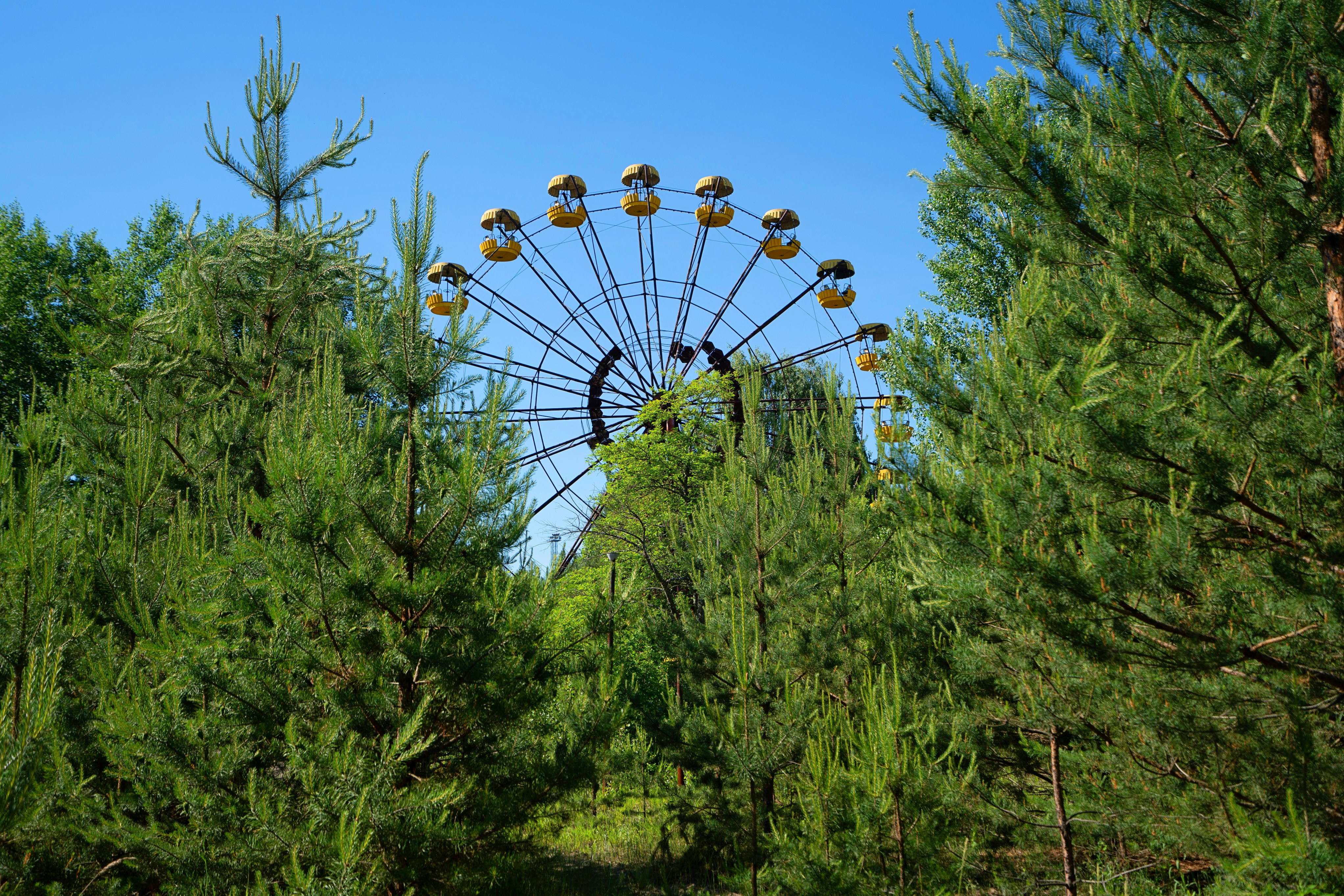 Abandoned ferris wheel peeking through lush green pine trees under a clear blue sky.
