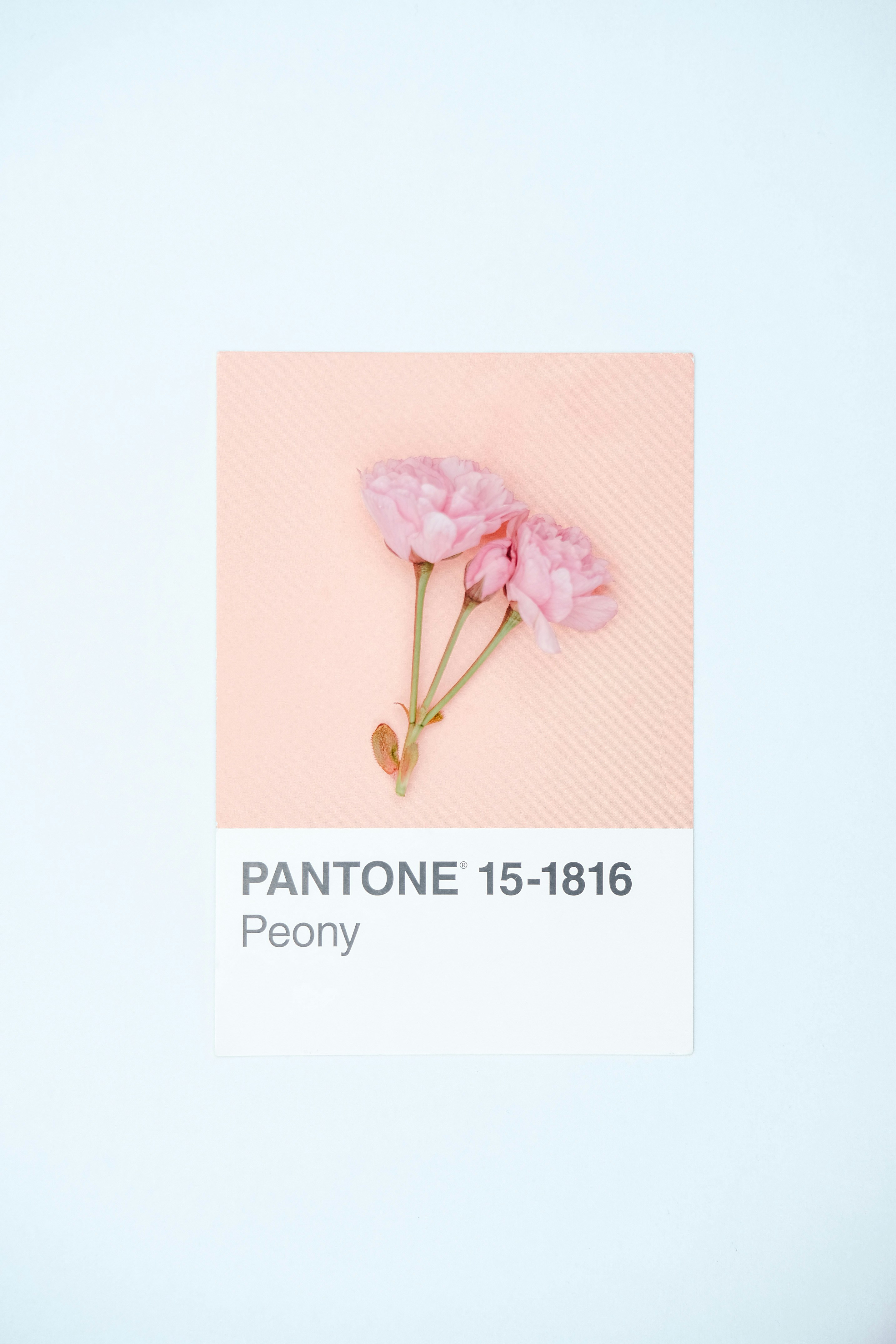 Peony on Pantone 15-1816: a gentle pink still life