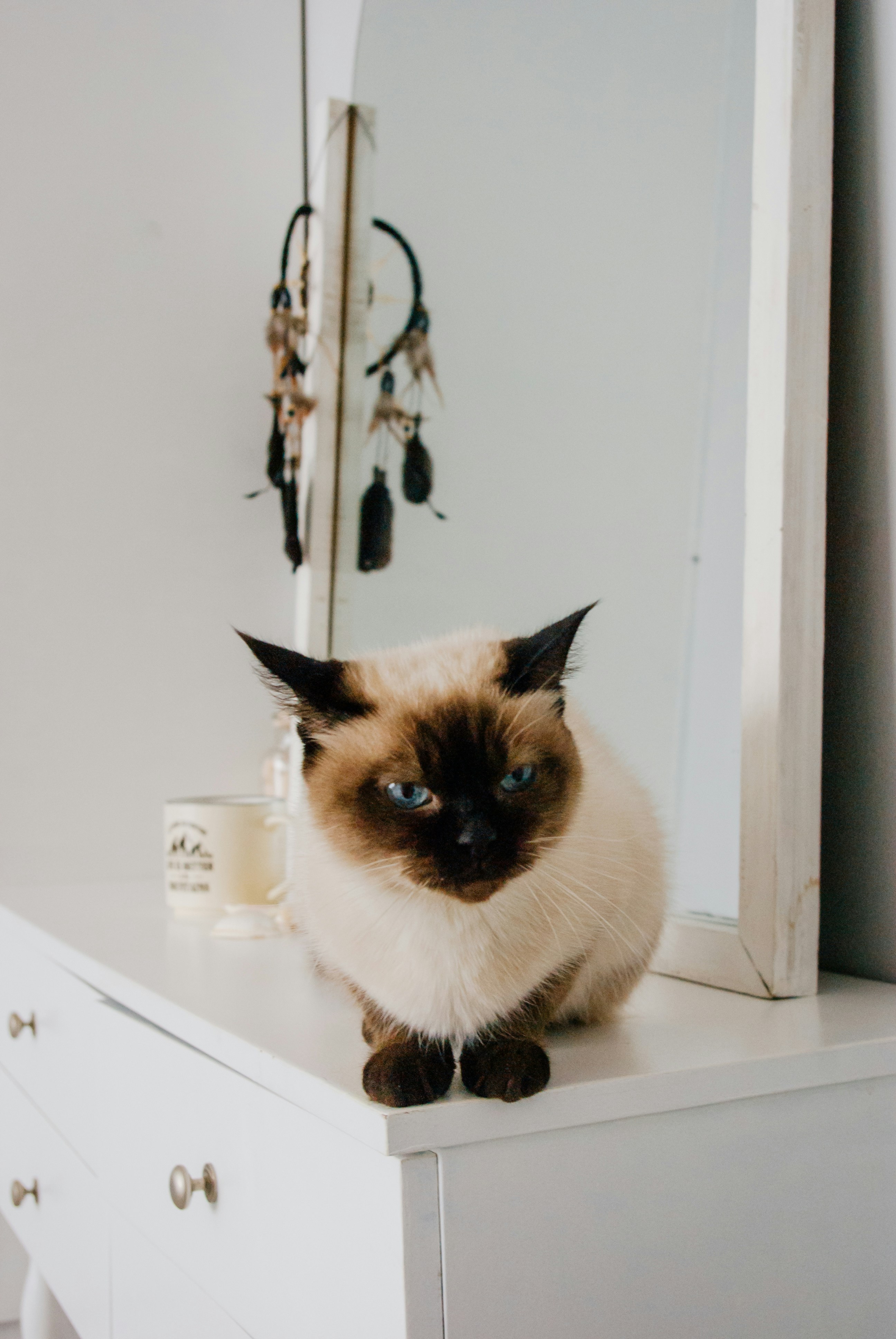 Siamese cat perched on a white dresser, gazing intently with striking blue eyes. Dreamcatchers and a candle add a cozy ambiance.