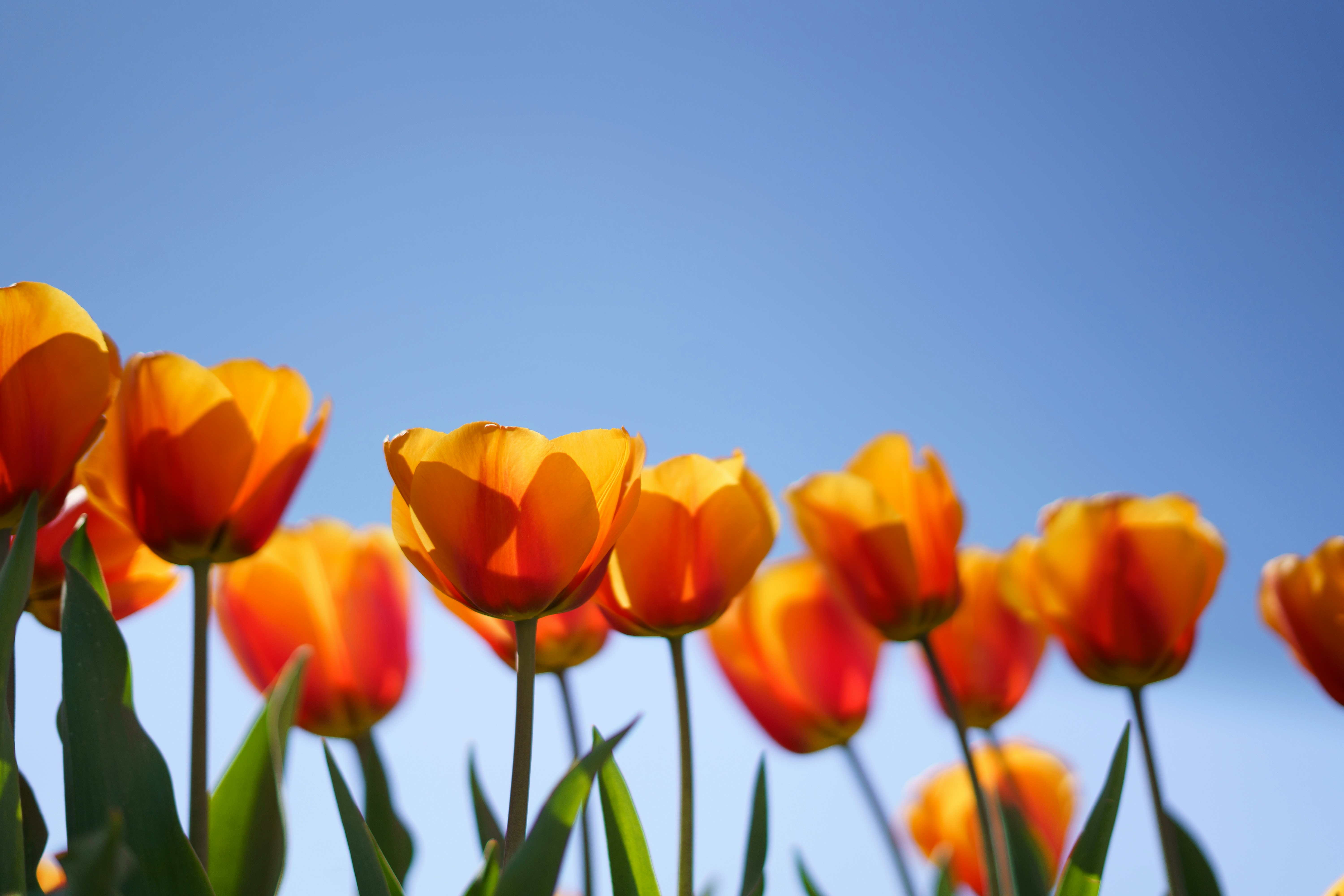 Vibrant orange and yellow tulips basking under a clear blue sky, showcasing their delicate petals and lush green leaves.