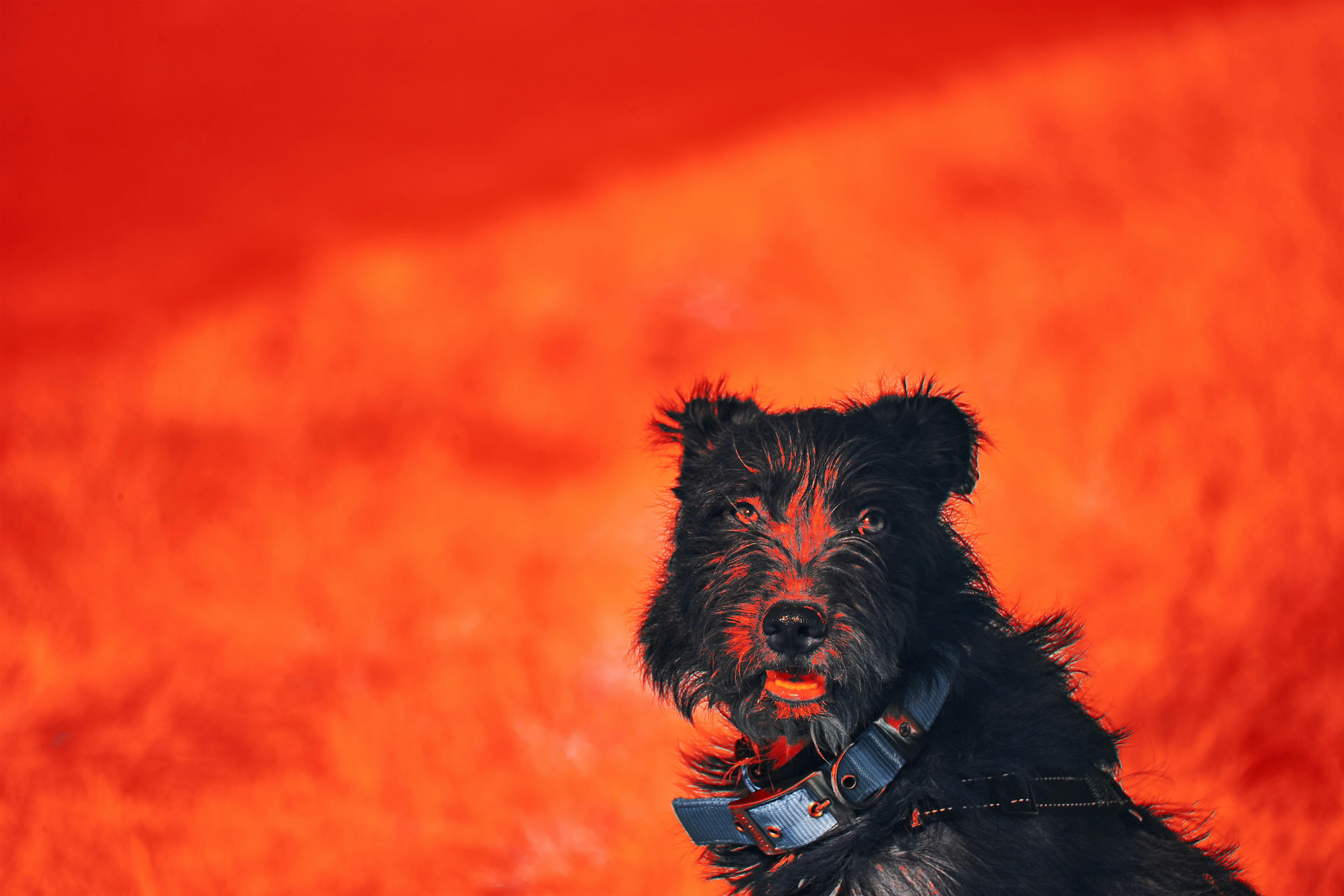 black and brown long coated dog