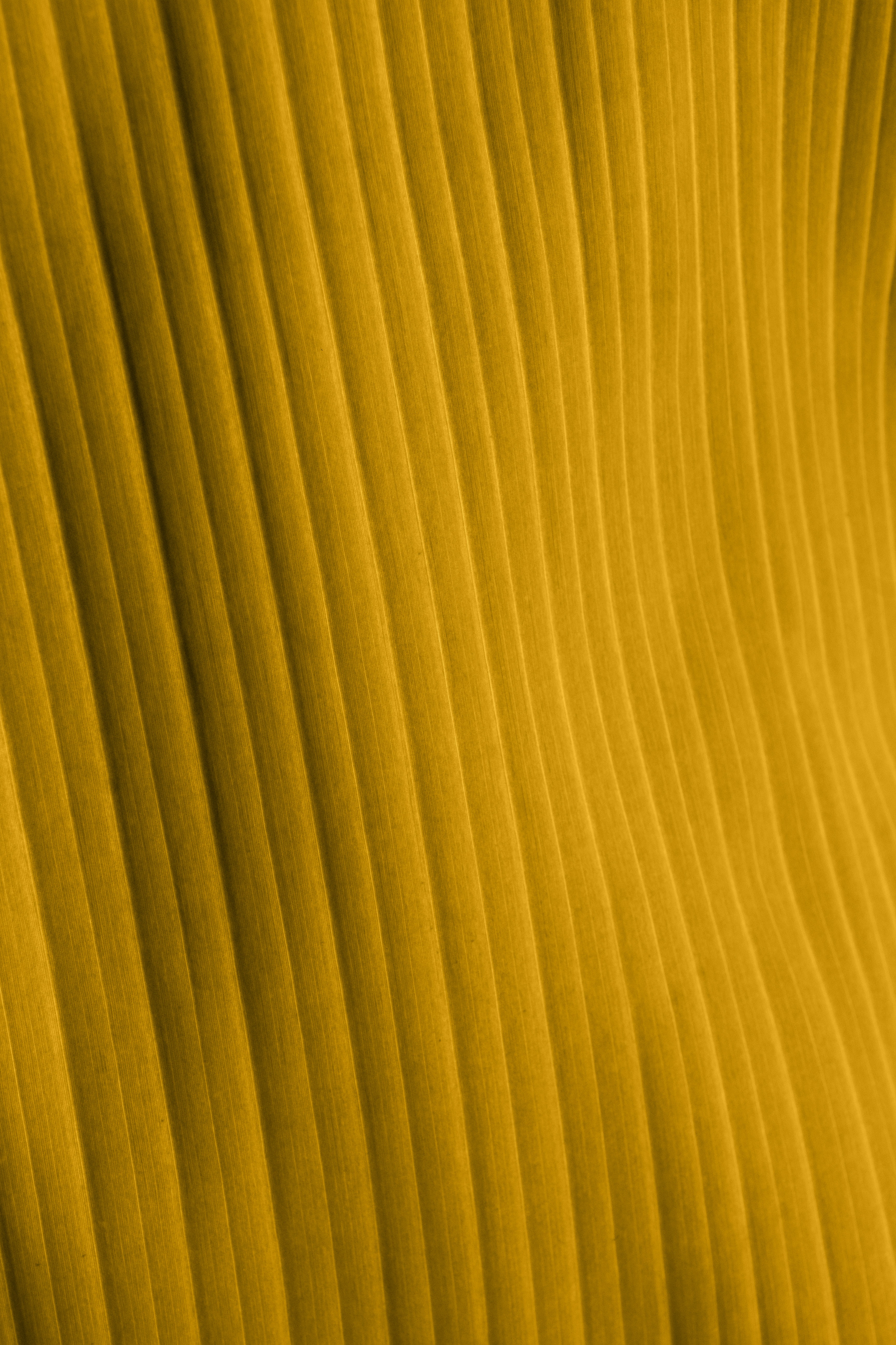 Mustard Yellow Pictures | Download Free Images on Unsplash