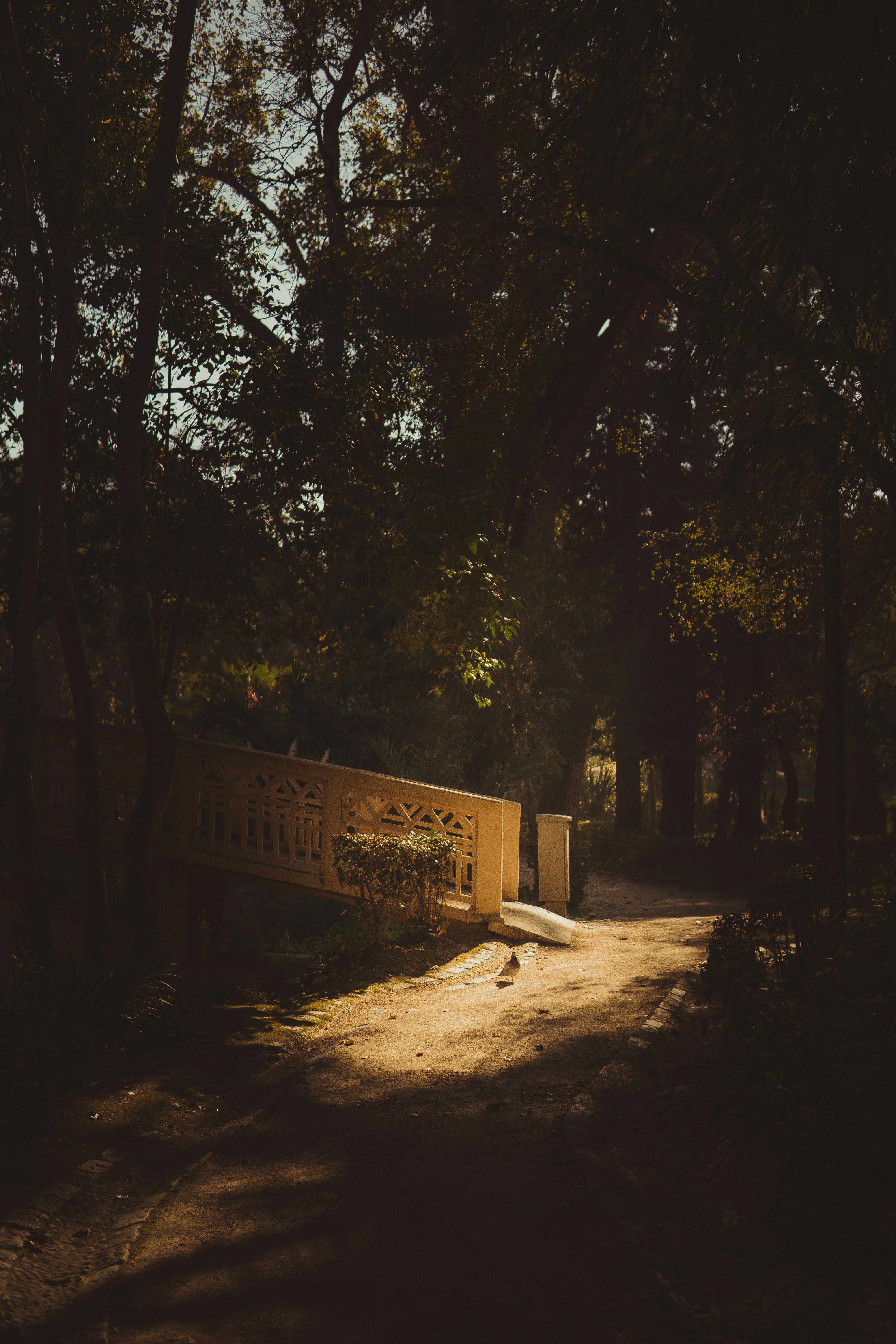 Amber Gate on a Quiet Forest Path