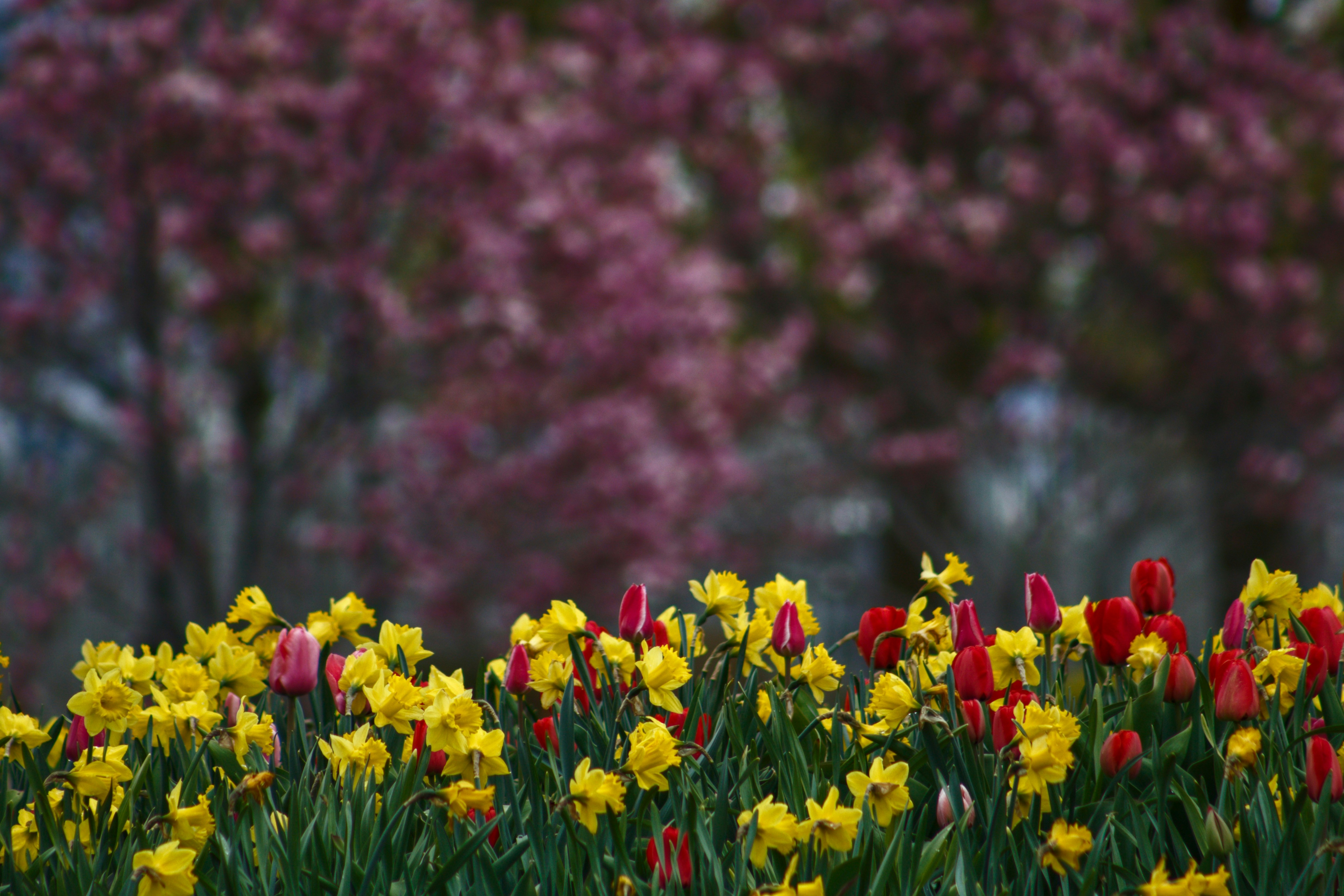 Golden Tulips Stand Tall in a Pink Spring Canopy