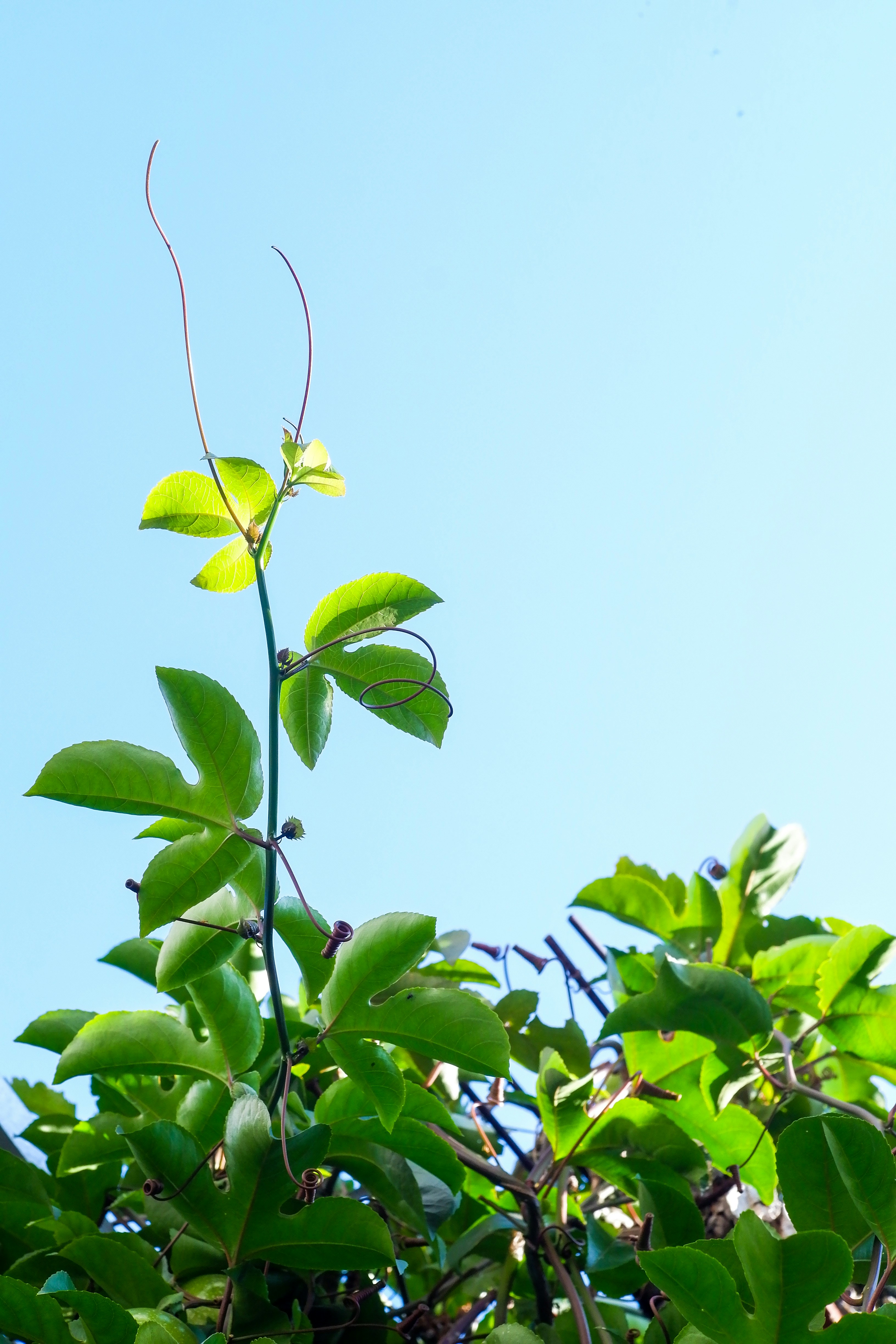 Tendrils and Sunlit Leaves Against a Cerulean Sky