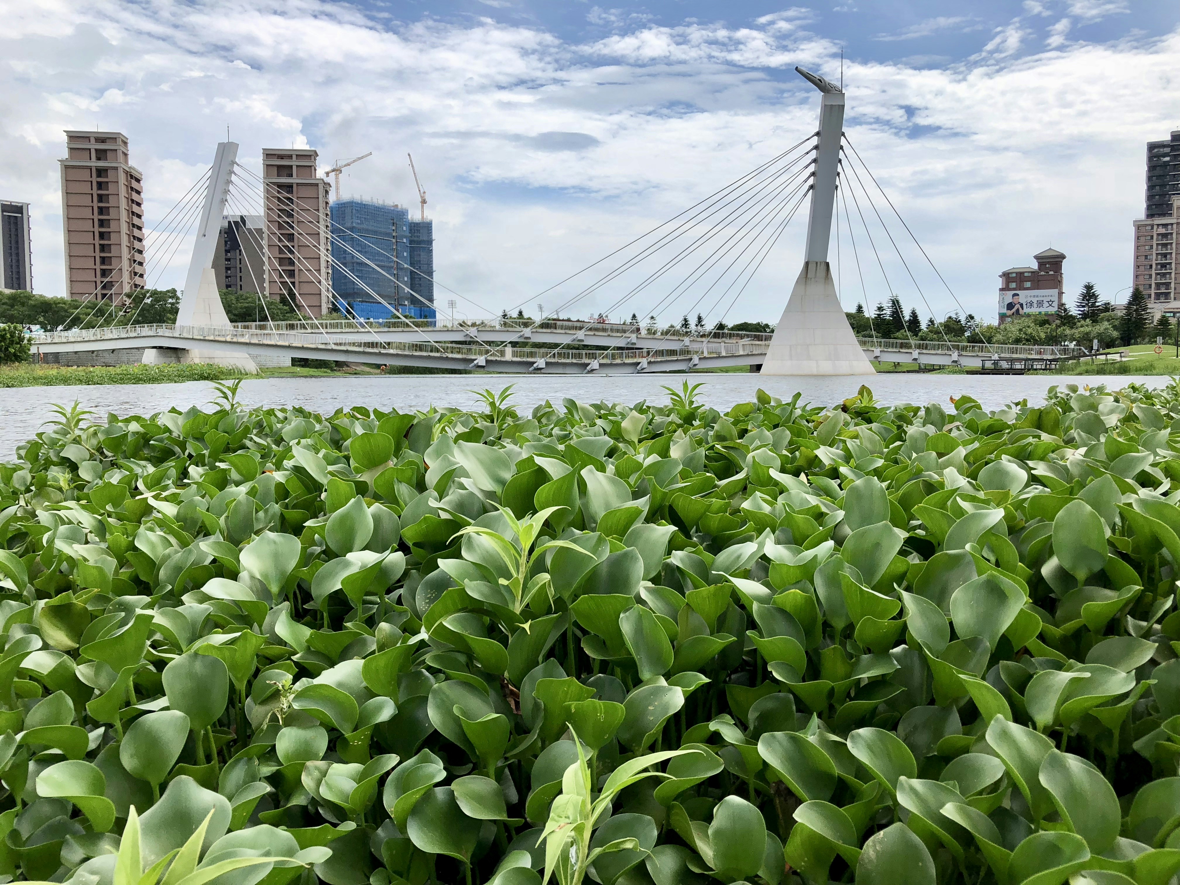 Urban Bridge Over a Sea of Green