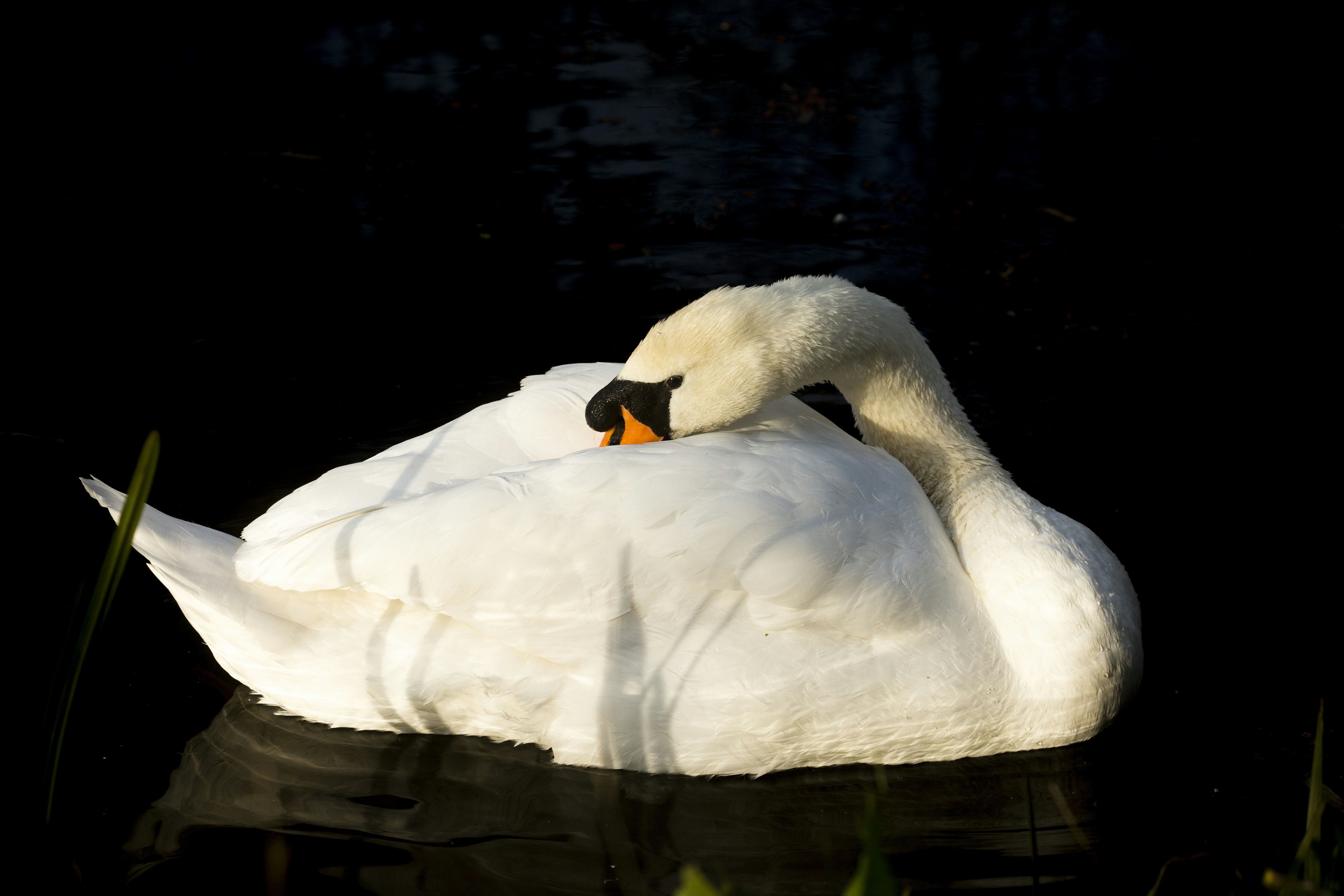 A graceful swan nestled on the water's surface, its head tucked under a wing, surrounded by soft shadows and reflections.